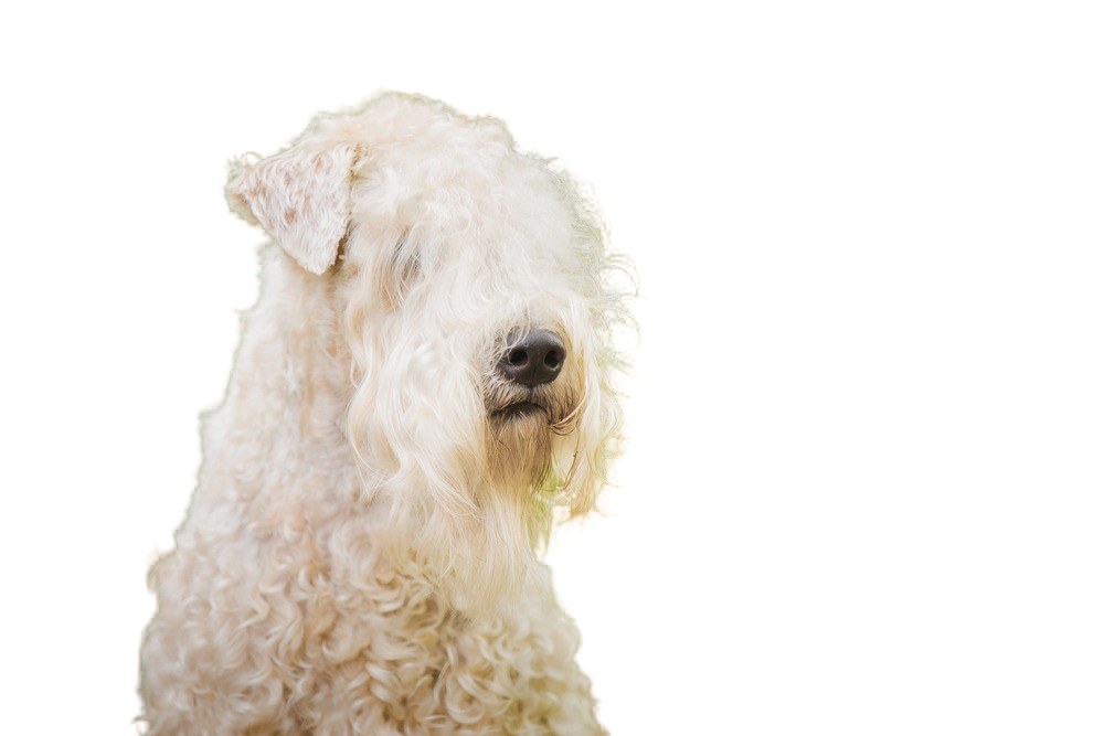Ír Soft Coated Wheaten Terrier: Karakter és viselkedés - Kutyafajták ...