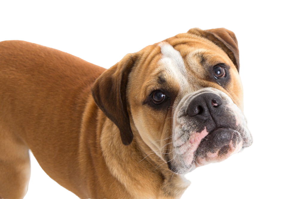 Buggle: Karakter és viselkedés - Kutyafajták képei - dogbible