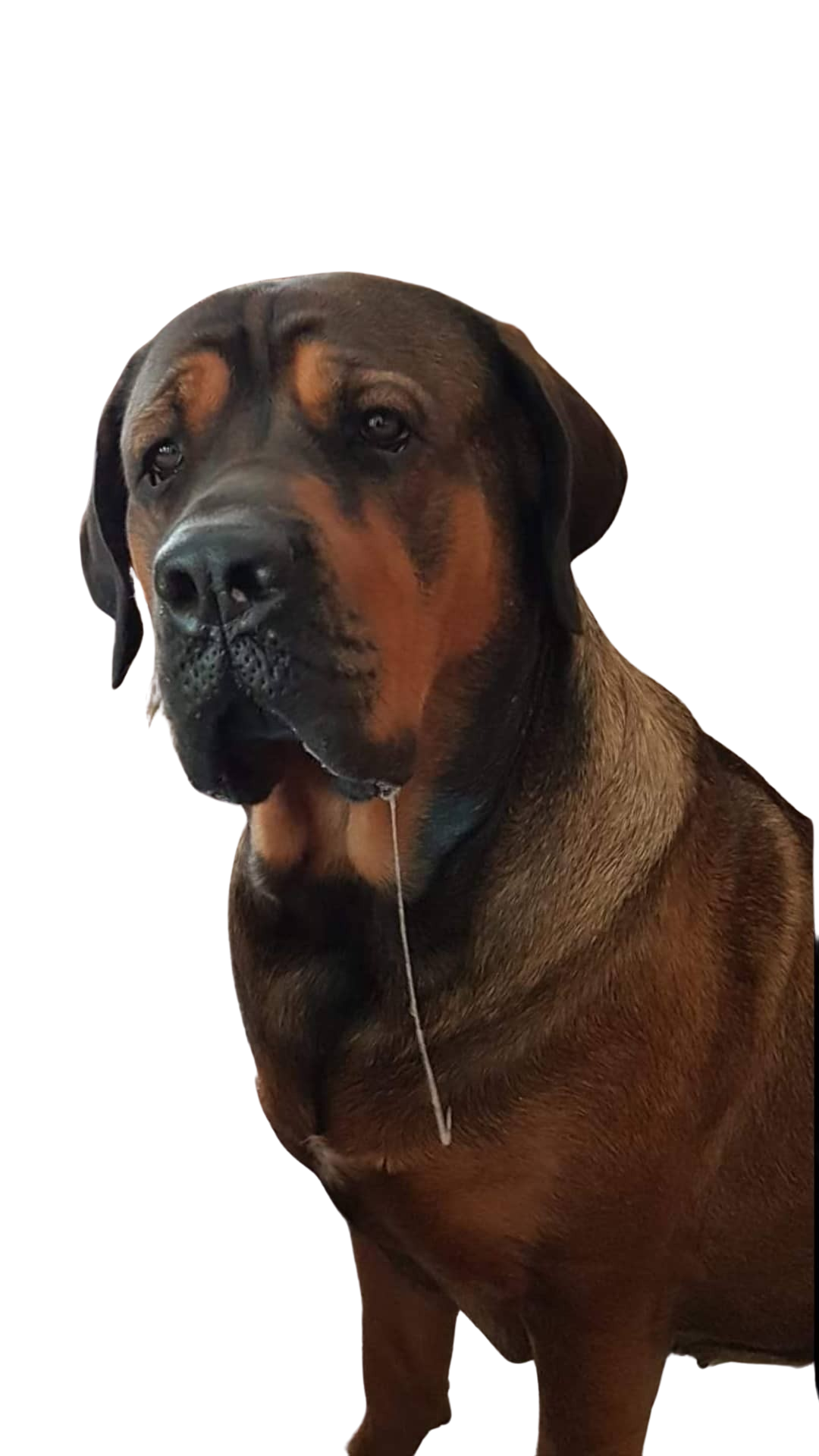 Bull Mastweiler: Karakter és viselkedés - Kutyafajták képei - dogbible