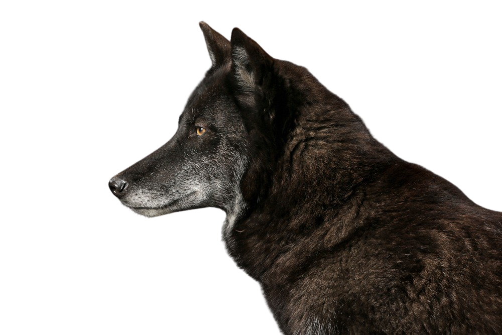 Keleti erdei farkas: Karakter és viselkedés - Kutyafajták képei - dogbible