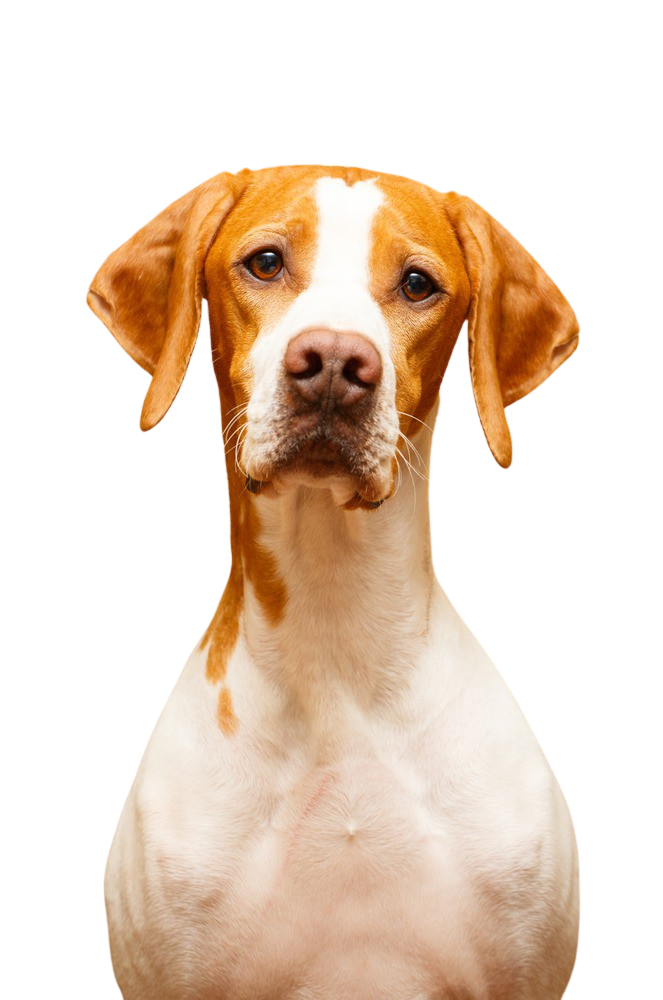 Angol Pointer: Karakter és viselkedés - Kutyafajták képei - dogbible