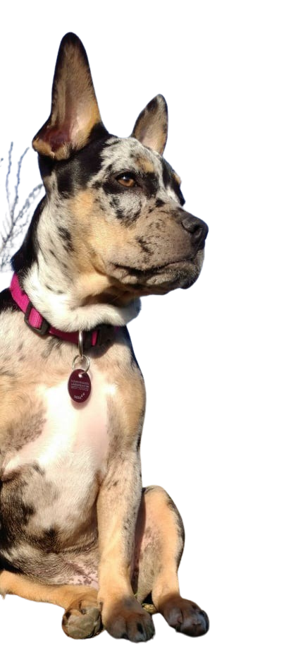 Francia Bullterrier: Karakter és viselkedés - Kutyafajták képei - dogbible