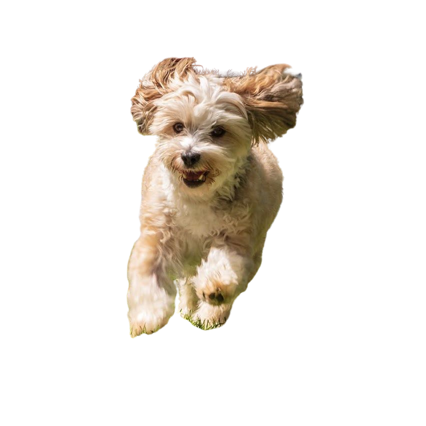 Havamalt: Karakter és viselkedés - Kutyafajták képei - dogbible