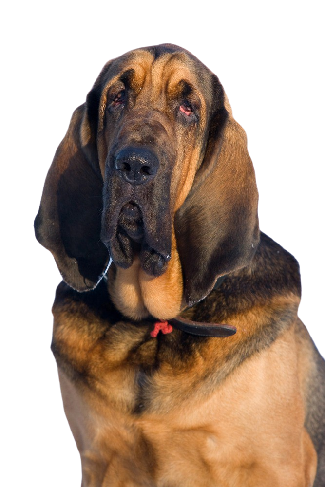 Angol véreb: Karakter és viselkedés - Kutyafajták képei - dogbible