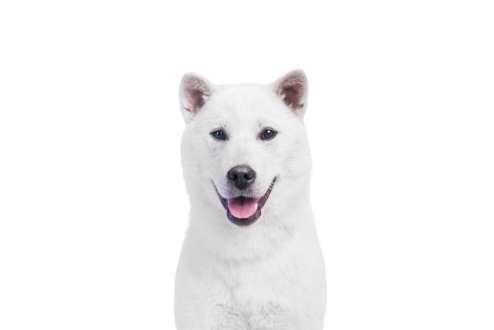 Kisú: Karakter és viselkedés - Kutyafajták képei - dogbible