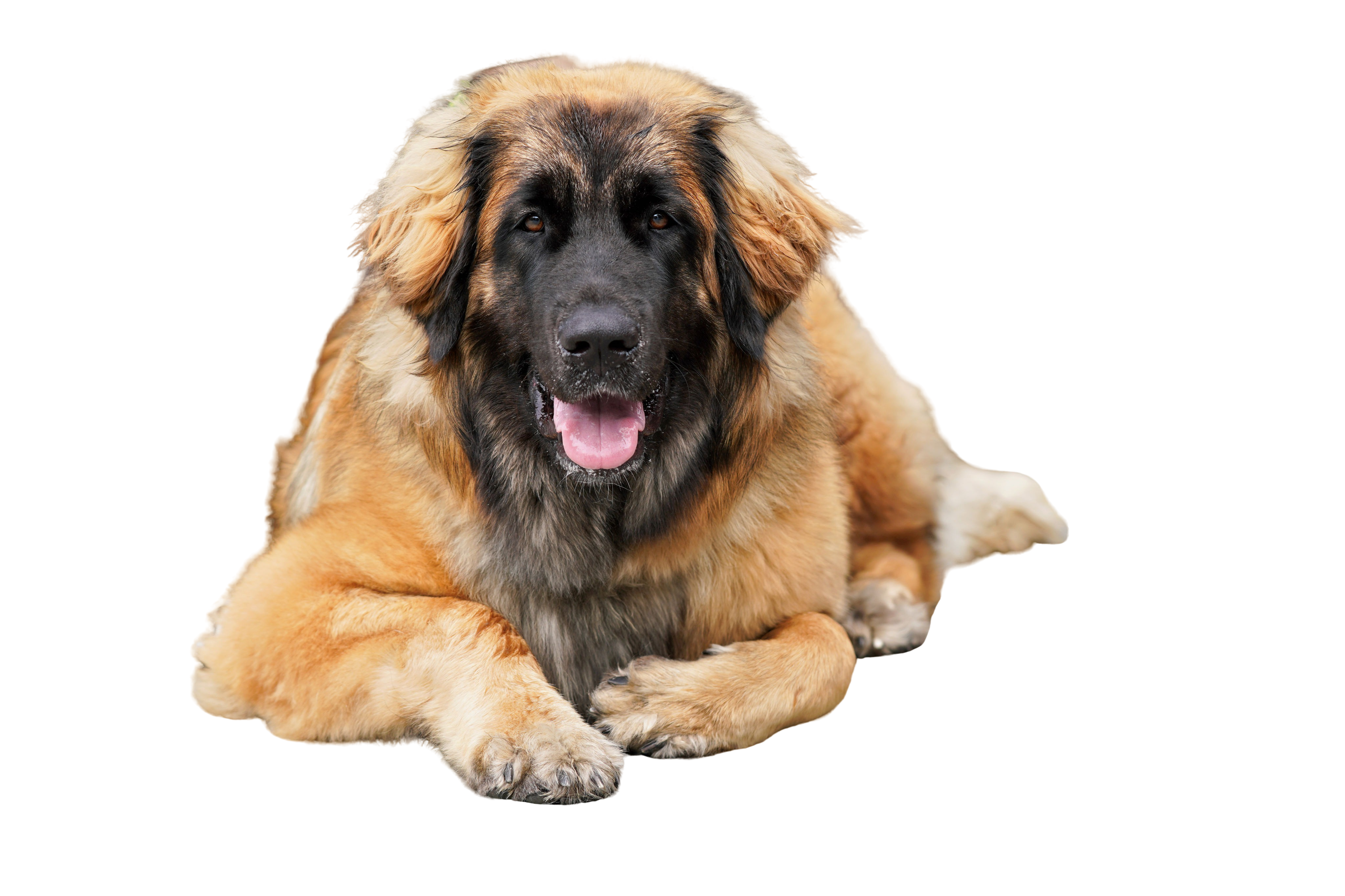 Leonberger - Fajta leírása: Character &Co - dogbible