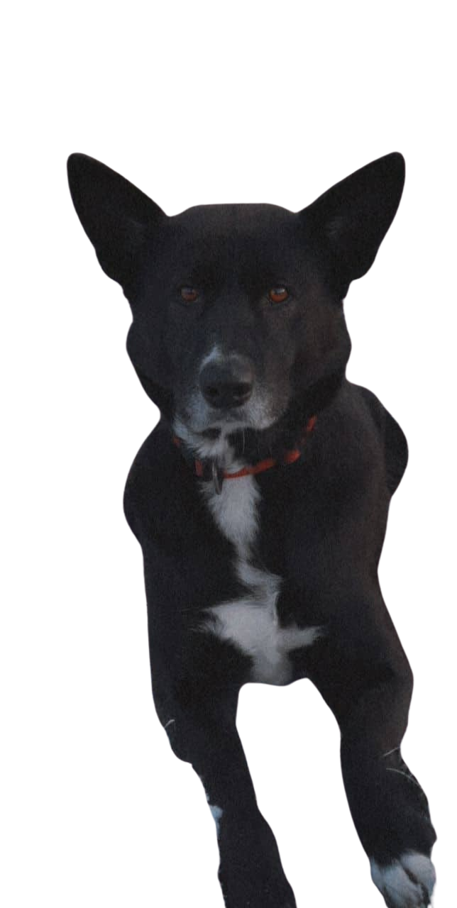 Malamut collie: Karakter és viselkedés - Kutyafajták képei - dogbible