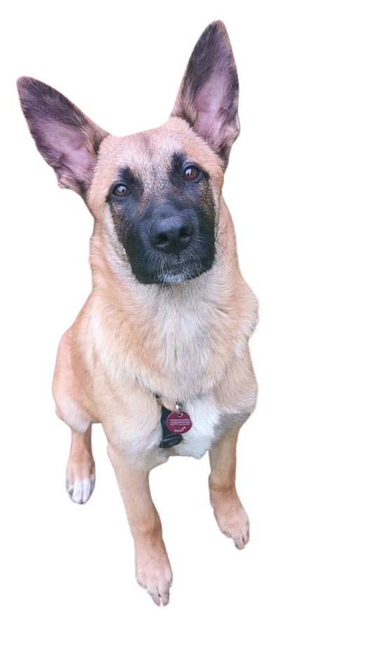 Mali-dutchie: Karakter és viselkedés - Kutyafajták képei - dogbible