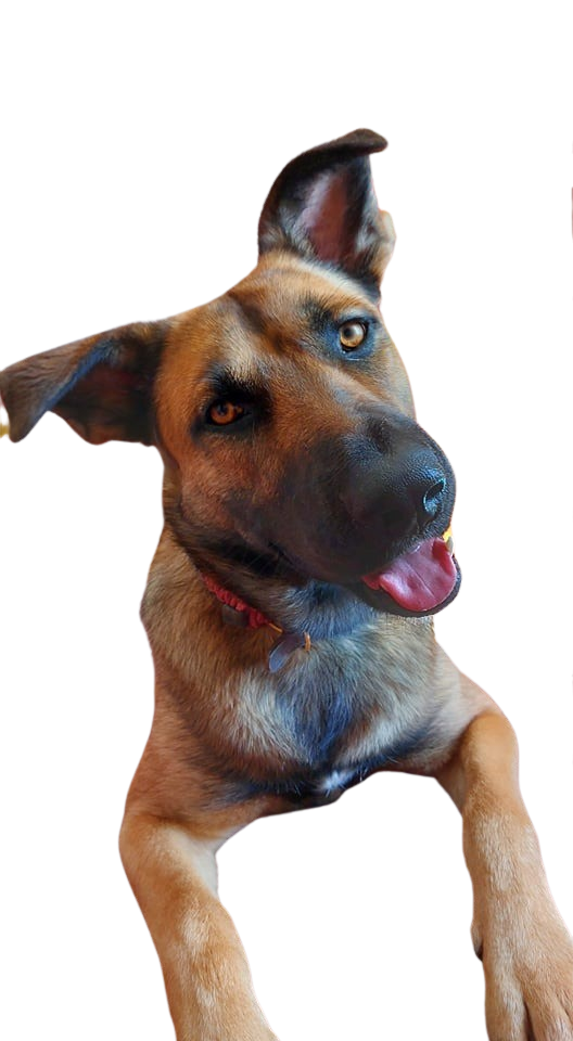 Mali Amstaff: Karakter és viselkedés - Kutyafajták képei - dogbible