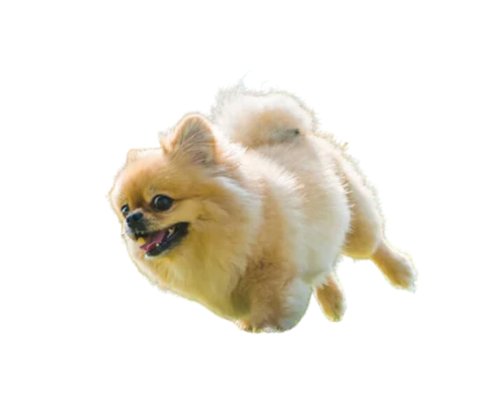 Peek-A-Pom: Karakter és viselkedés - Kutyafajták képei - dogbible