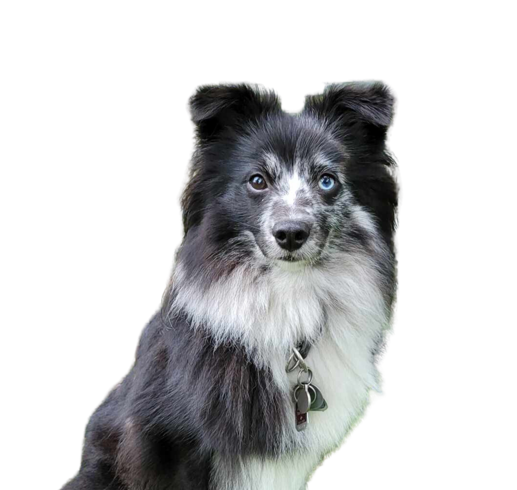 Poshie: Karakter és viselkedés - Kutyafajták képei - dogbible