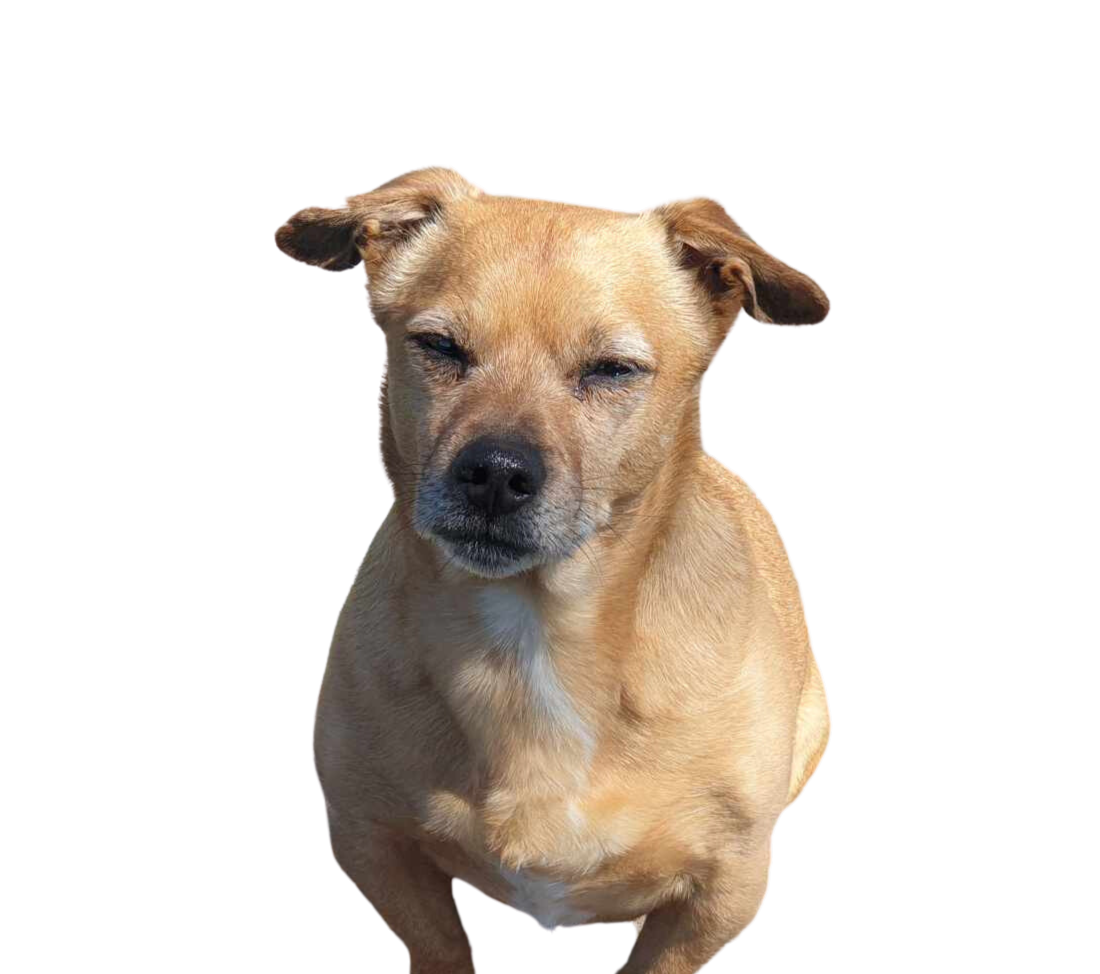 Jack Tzu: Karakter és viselkedés - Kutyafajták képei - dogbible