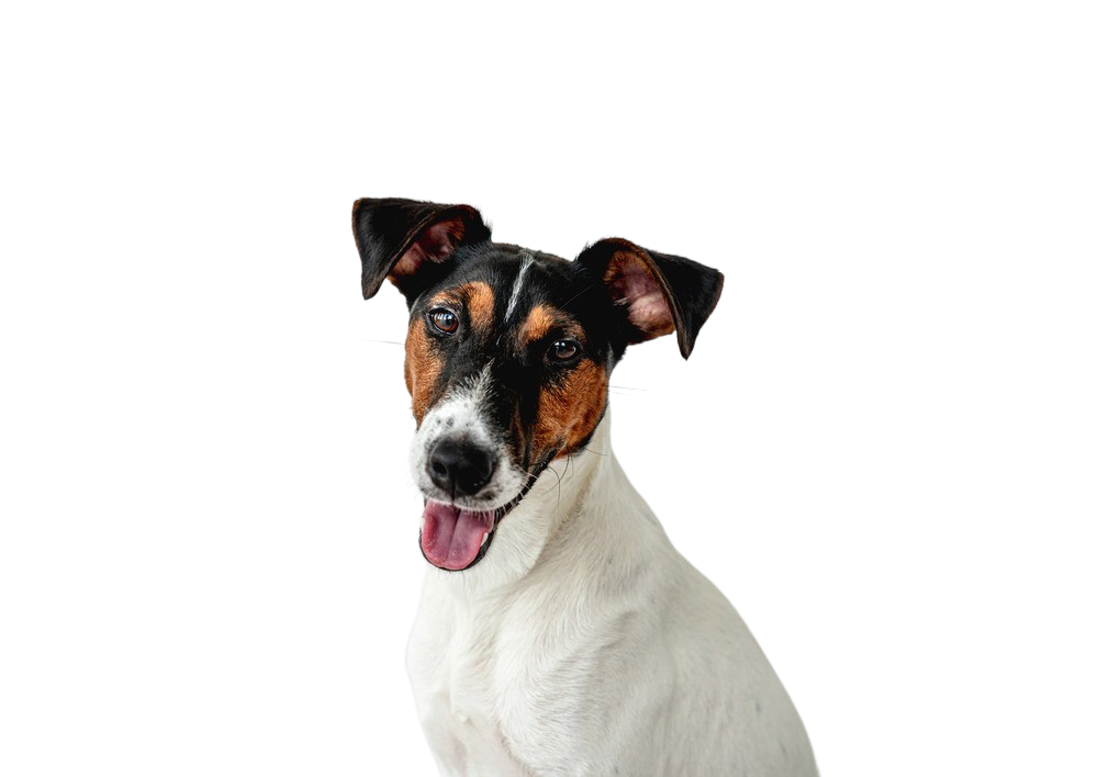Sima szőrű foxterrier: Karakter és viselkedés - Kutyafajták képei ...