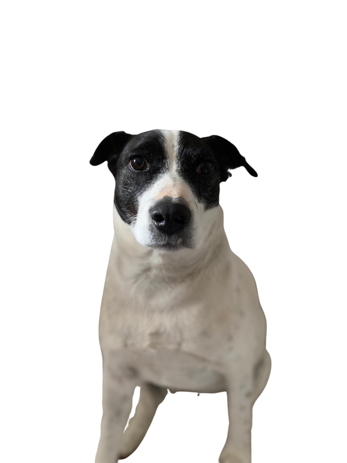 Sima Foxy Russell: Karakter és viselkedés - Kutyafajták képei - dogbible