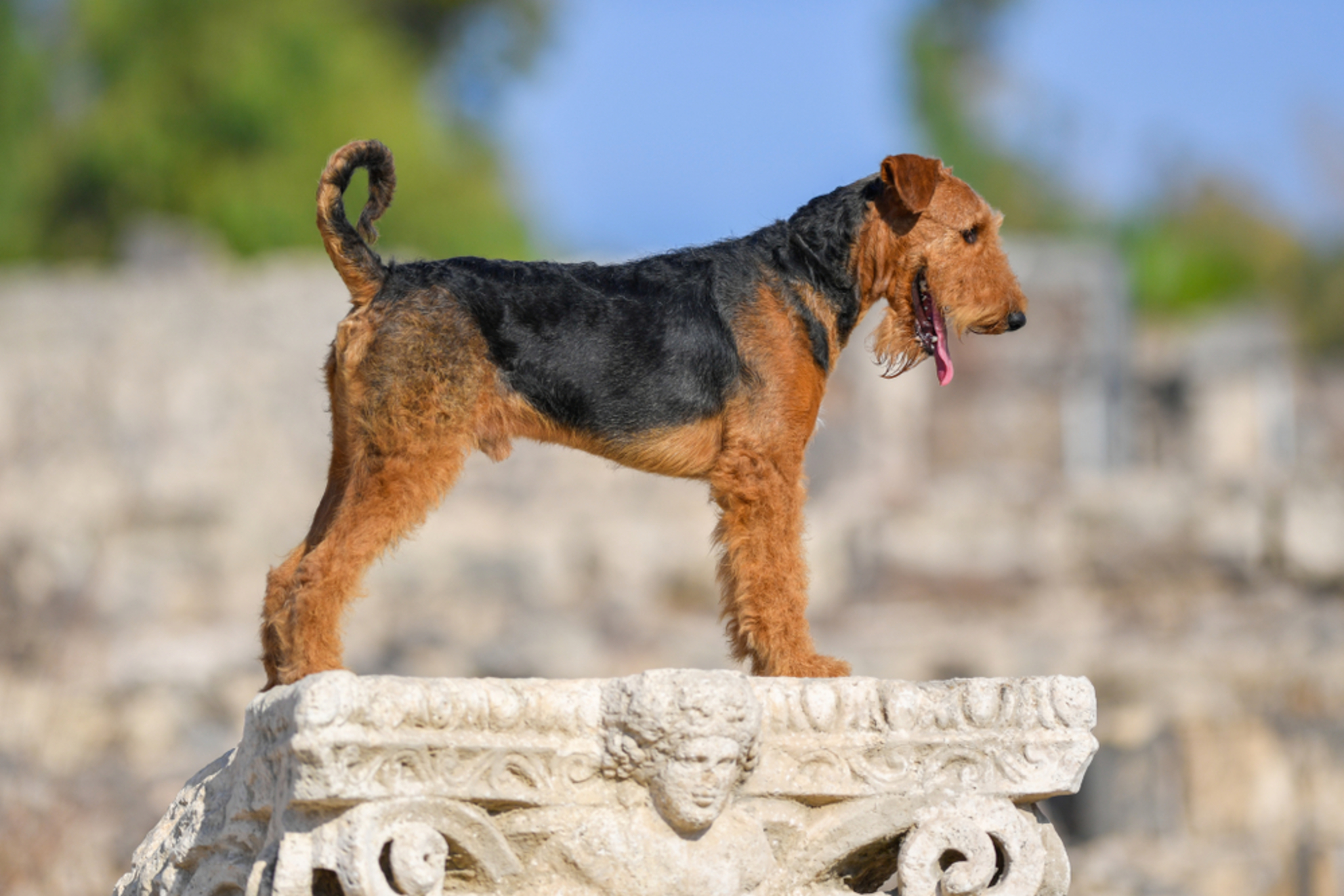 🐾 Airedale Terrier: Rassebeschreibung Charakter - dogbible