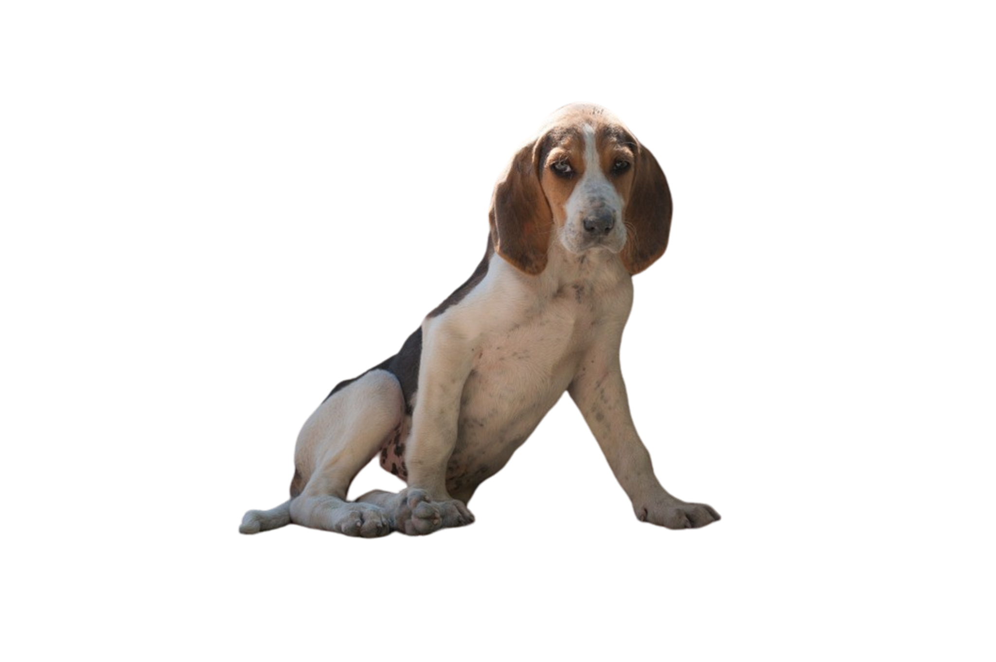 Anglo-Français de petite vénerie Rassebeschreibung -dogbible