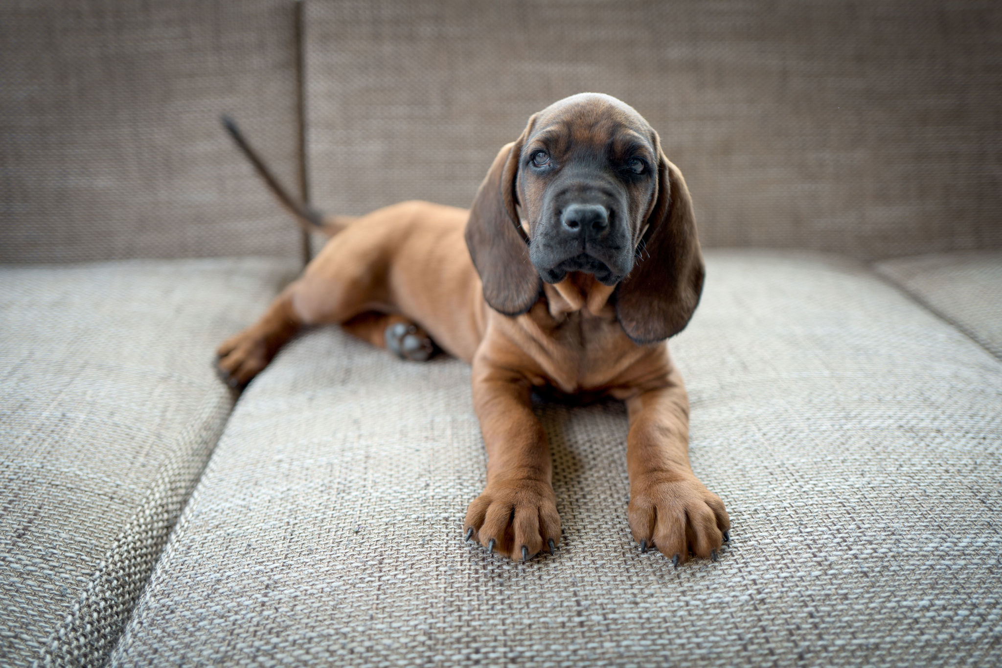 🐾 Bayerischer Gebirgsschweißhund Rassebeschreibung dogbible
