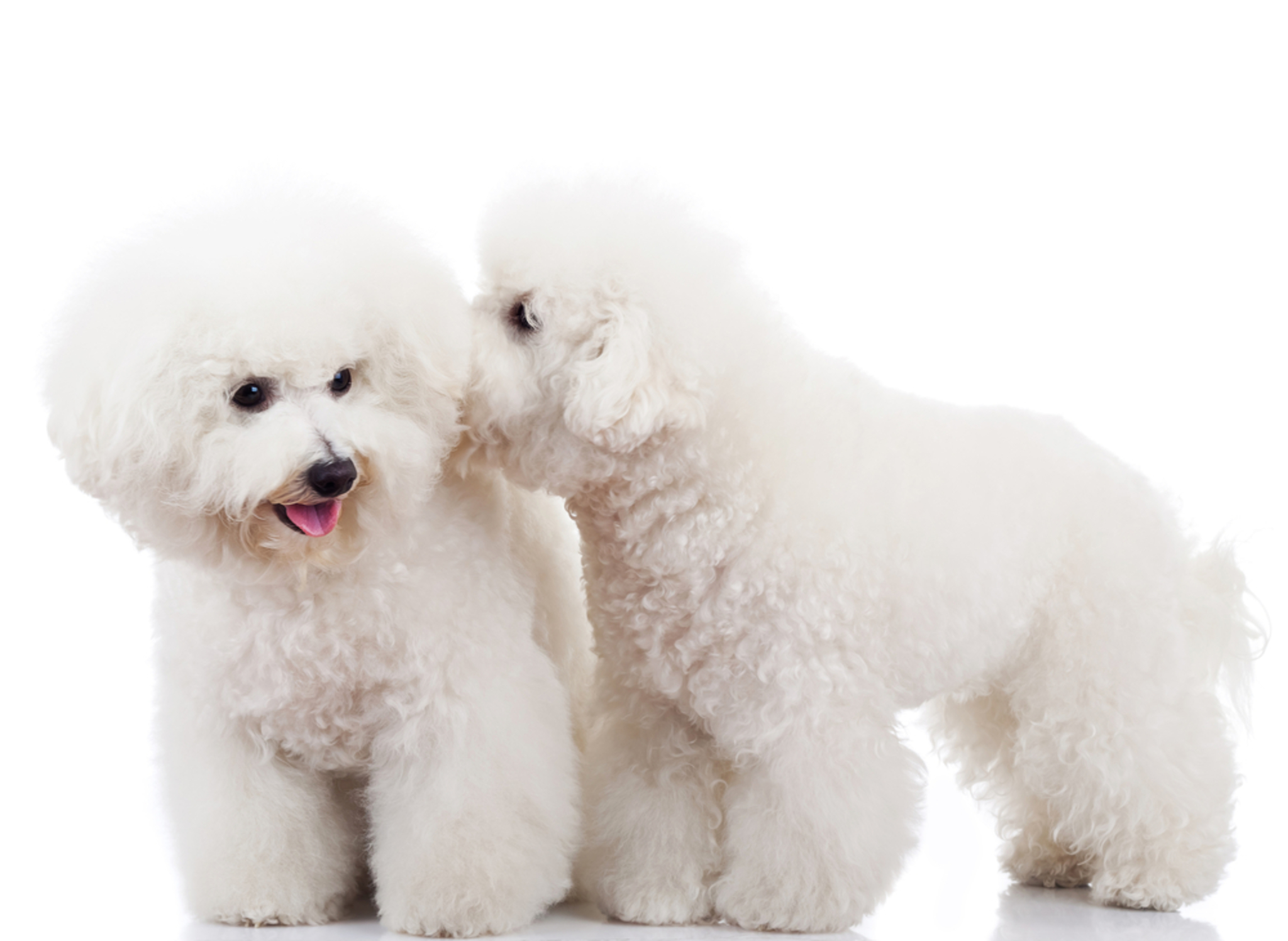 🐾 Bichon Frisé - Rassebeschreibung: Charakter - dogbible