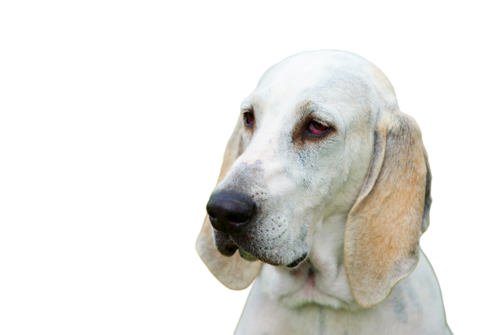 Billy Hund: Temperament und Rassebeschreibung 🐾 dogbible