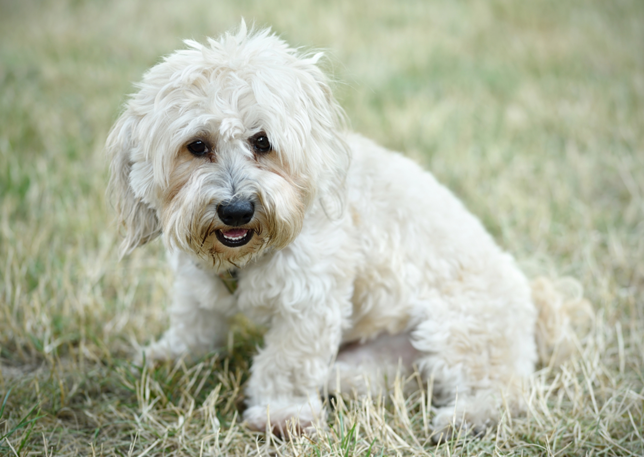 🐾 Bologneser Hund: Rassebeschreibung & Charakter - dogbible