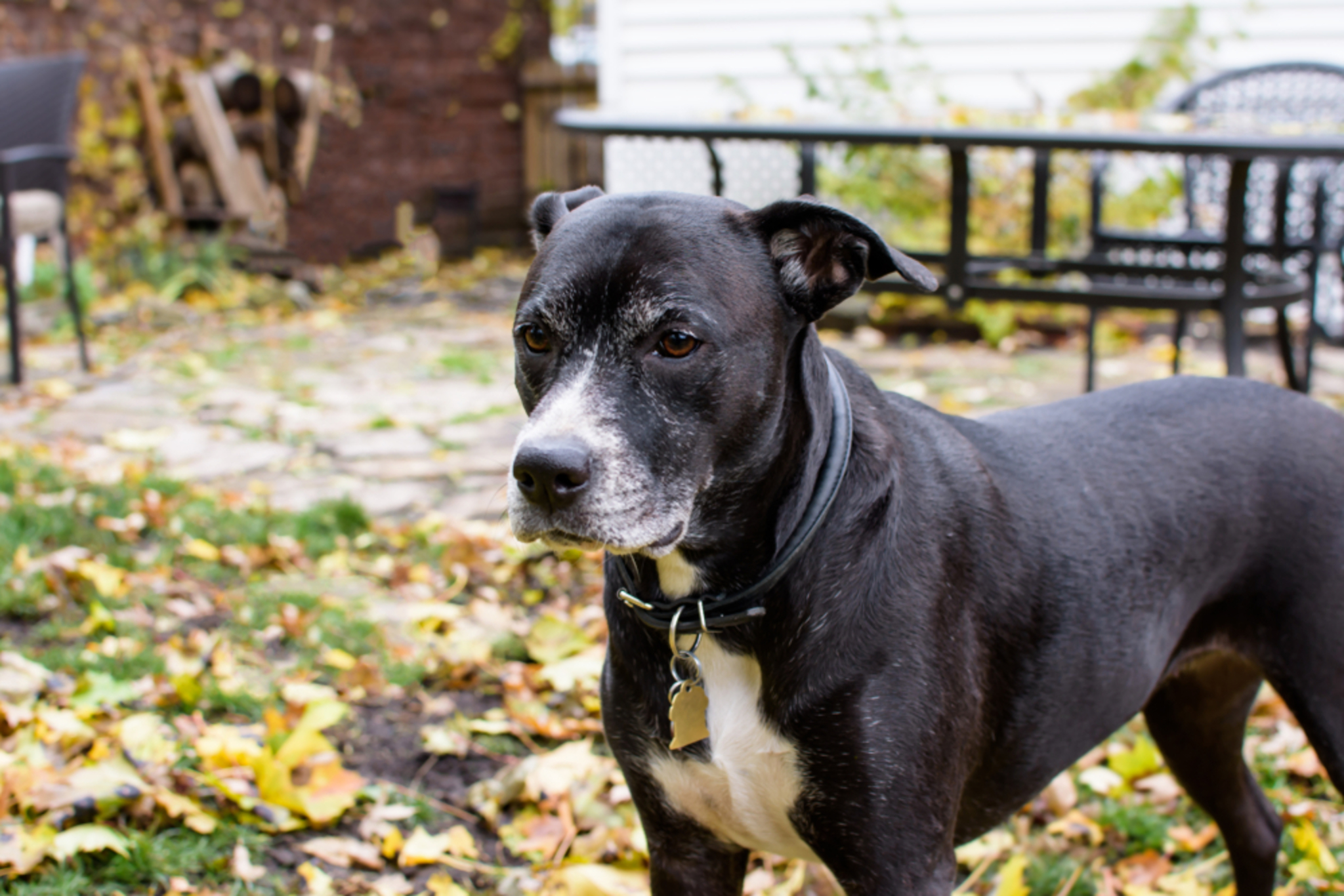 🐾 Boxador - Rassebeschreibung: Charakter &Co - dogbible