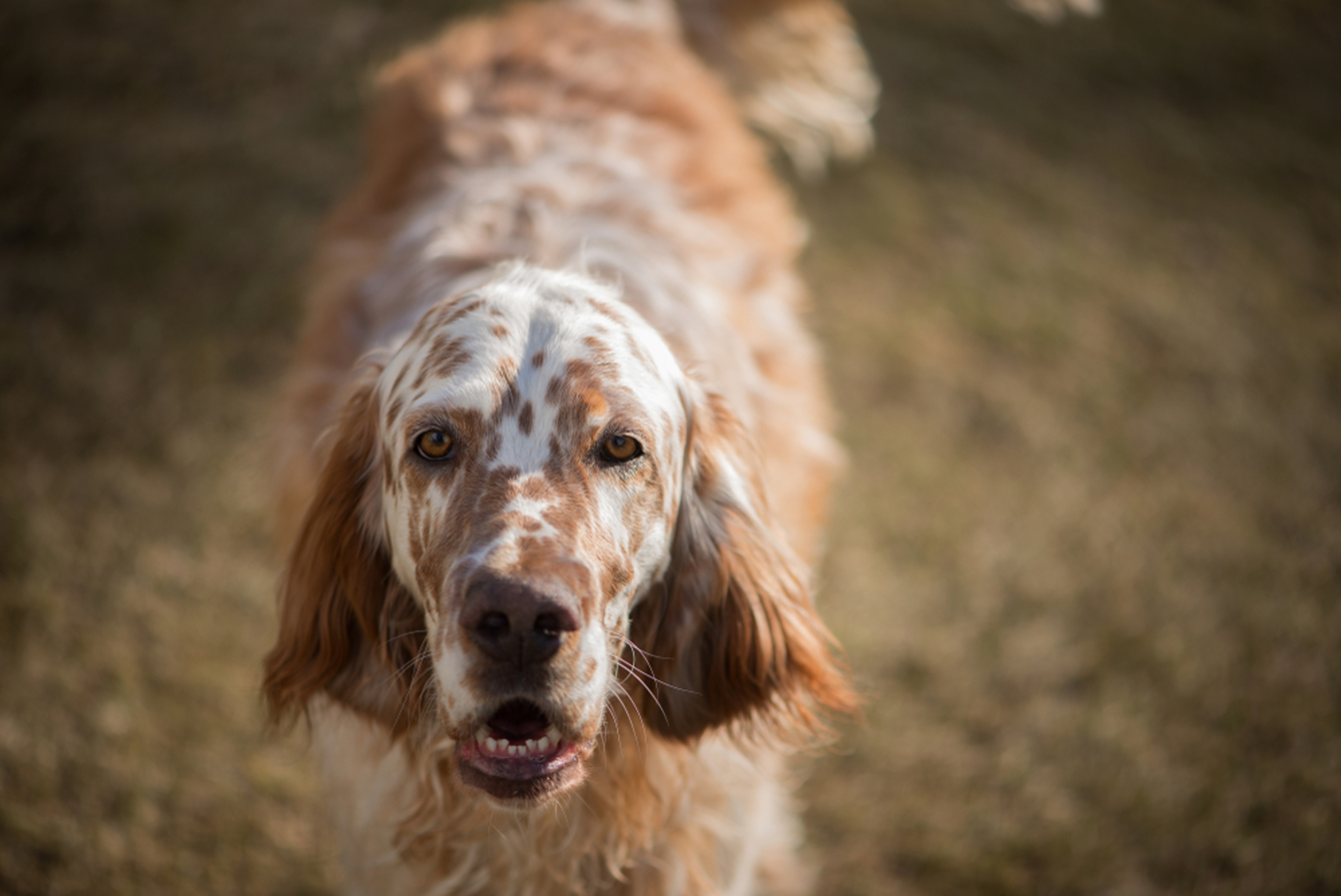 🐾 English Setter Temperament & Rassebeschreibung - dogbible