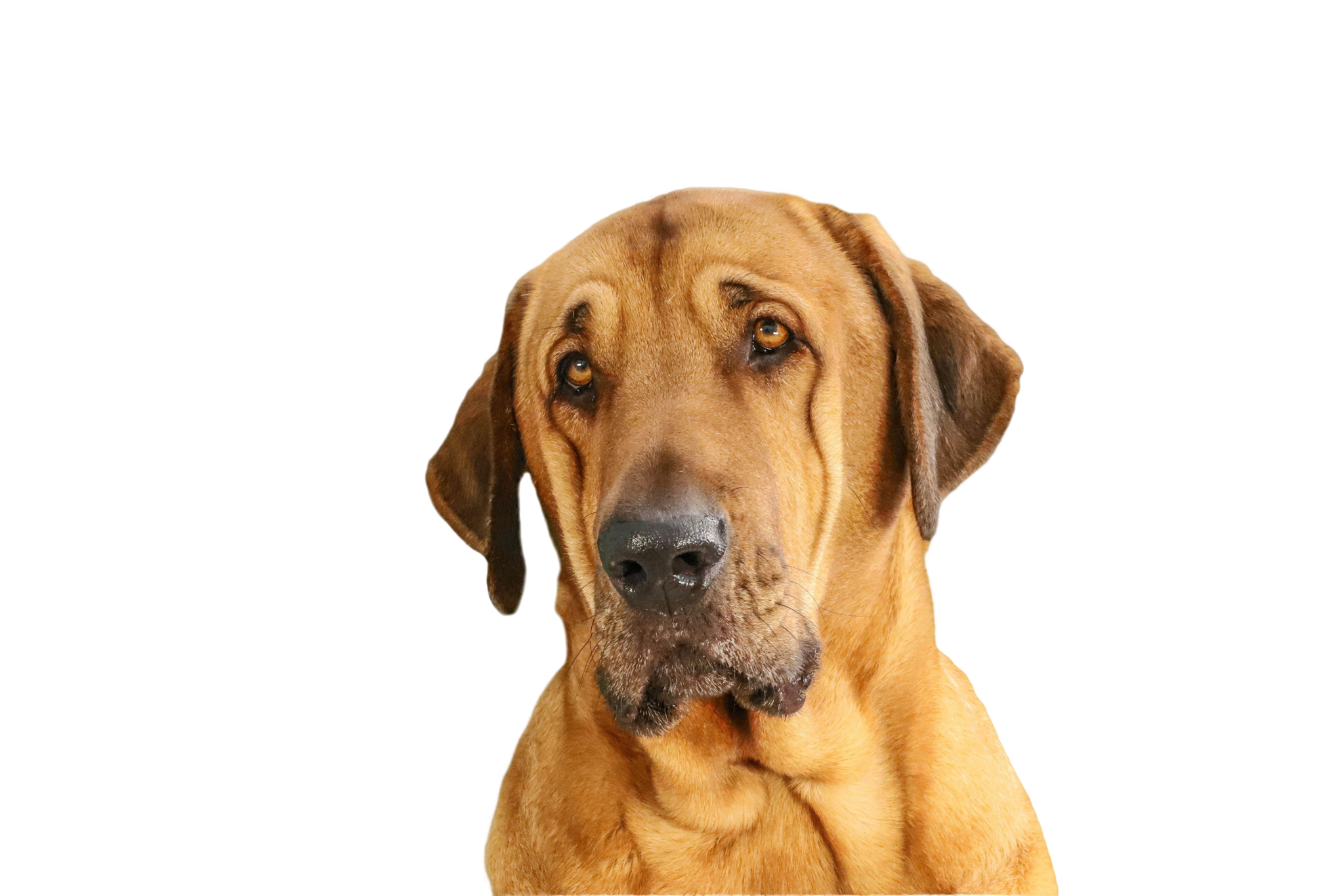 🐾 Broholmer - Rassebeschreibung: Charakter &Co - dogbible