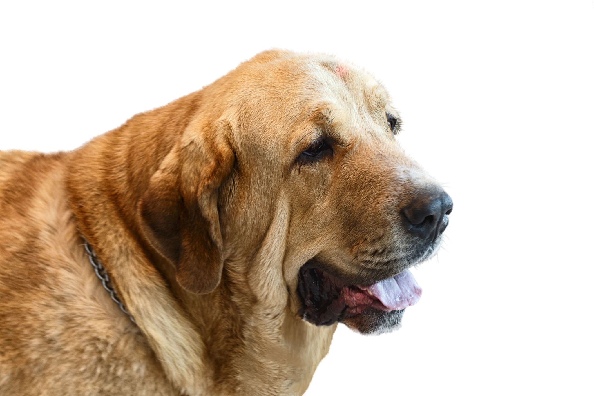 🐾 Broholmer - Rassebeschreibung: Charakter &Co - dogbible