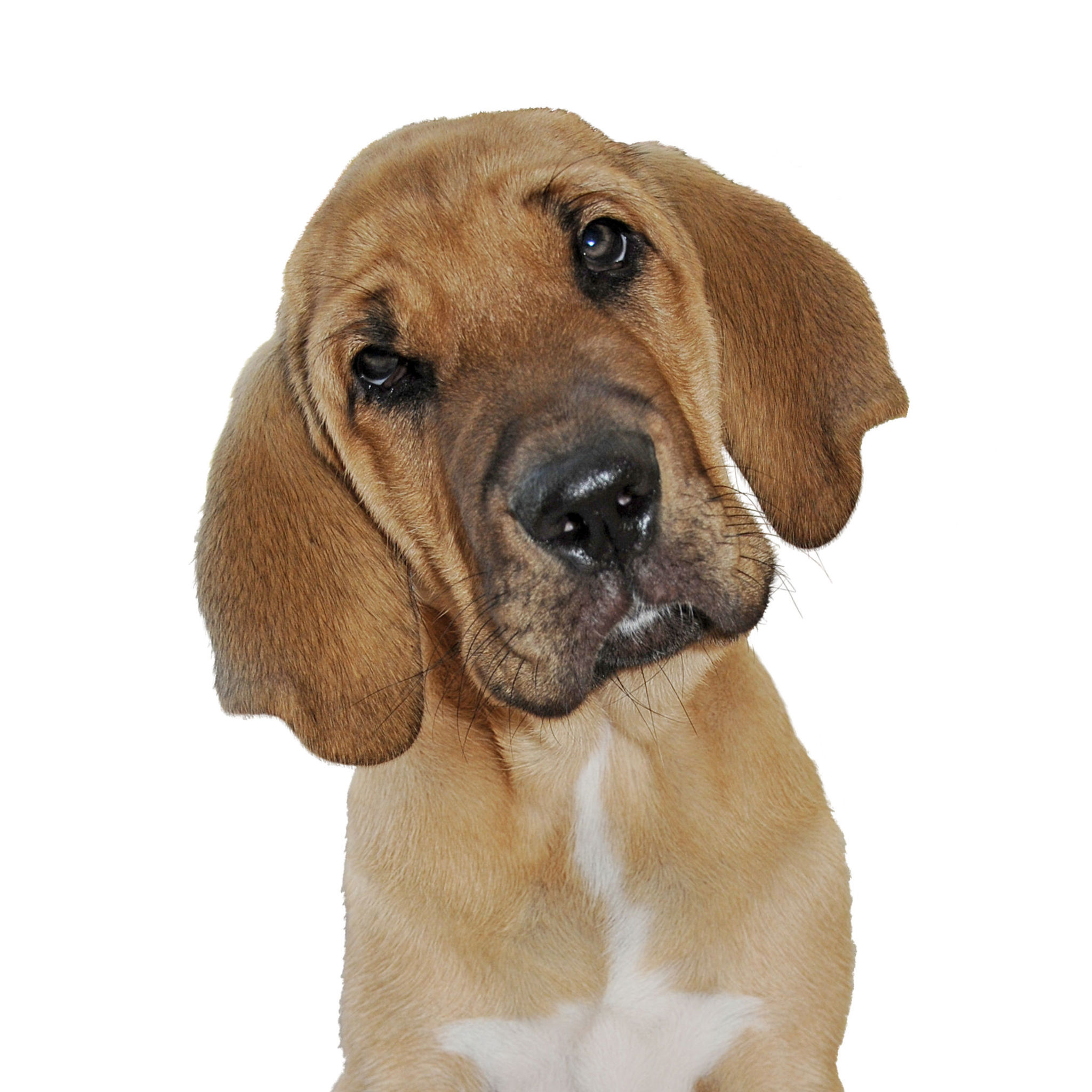 🐾 Broholmer - Rassebeschreibung: Charakter &Co - dogbible