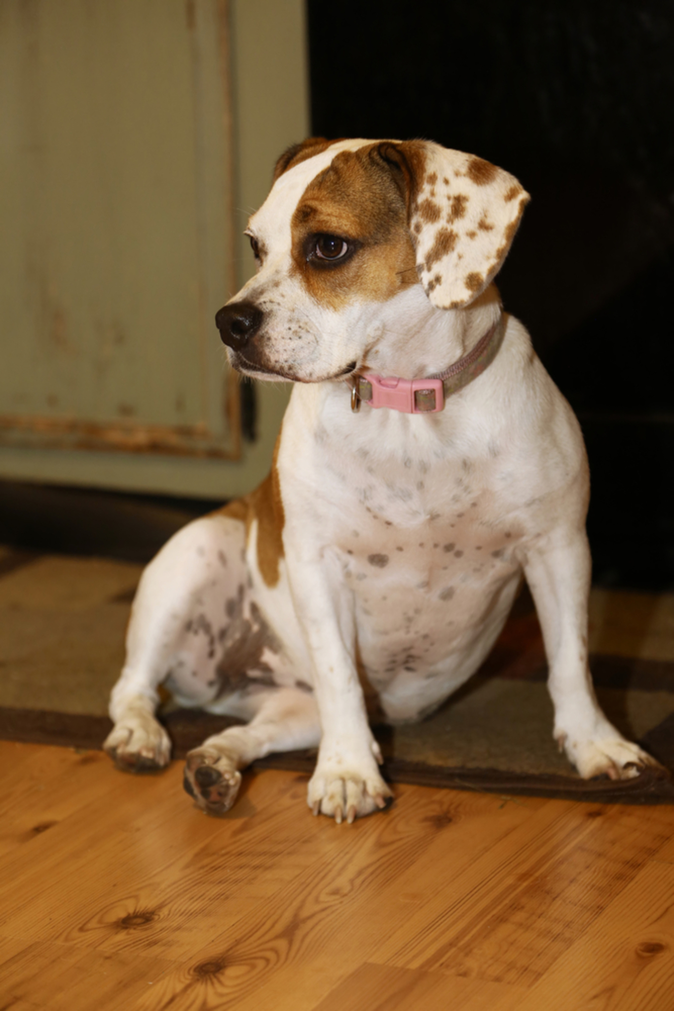 🐾 Buggle - Rassebeschreibung: Charakter &Co - dogbible