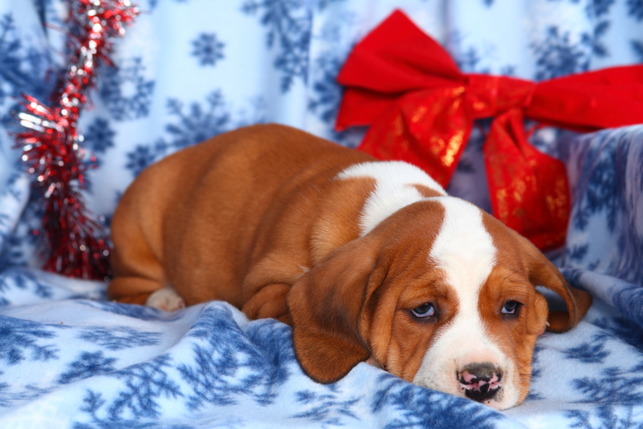 🐾 Buggle - Rassebeschreibung: Charakter &Co - dogbible