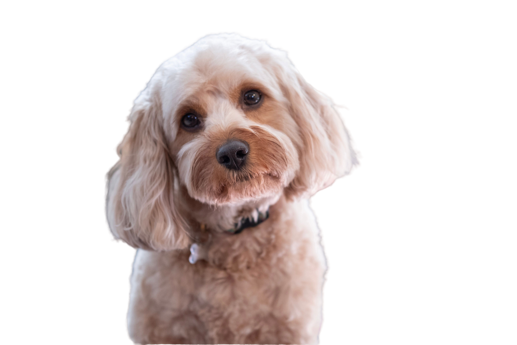 🐾 Cockapoo - Rassebeschreibung: Charakter &Co - dogbible