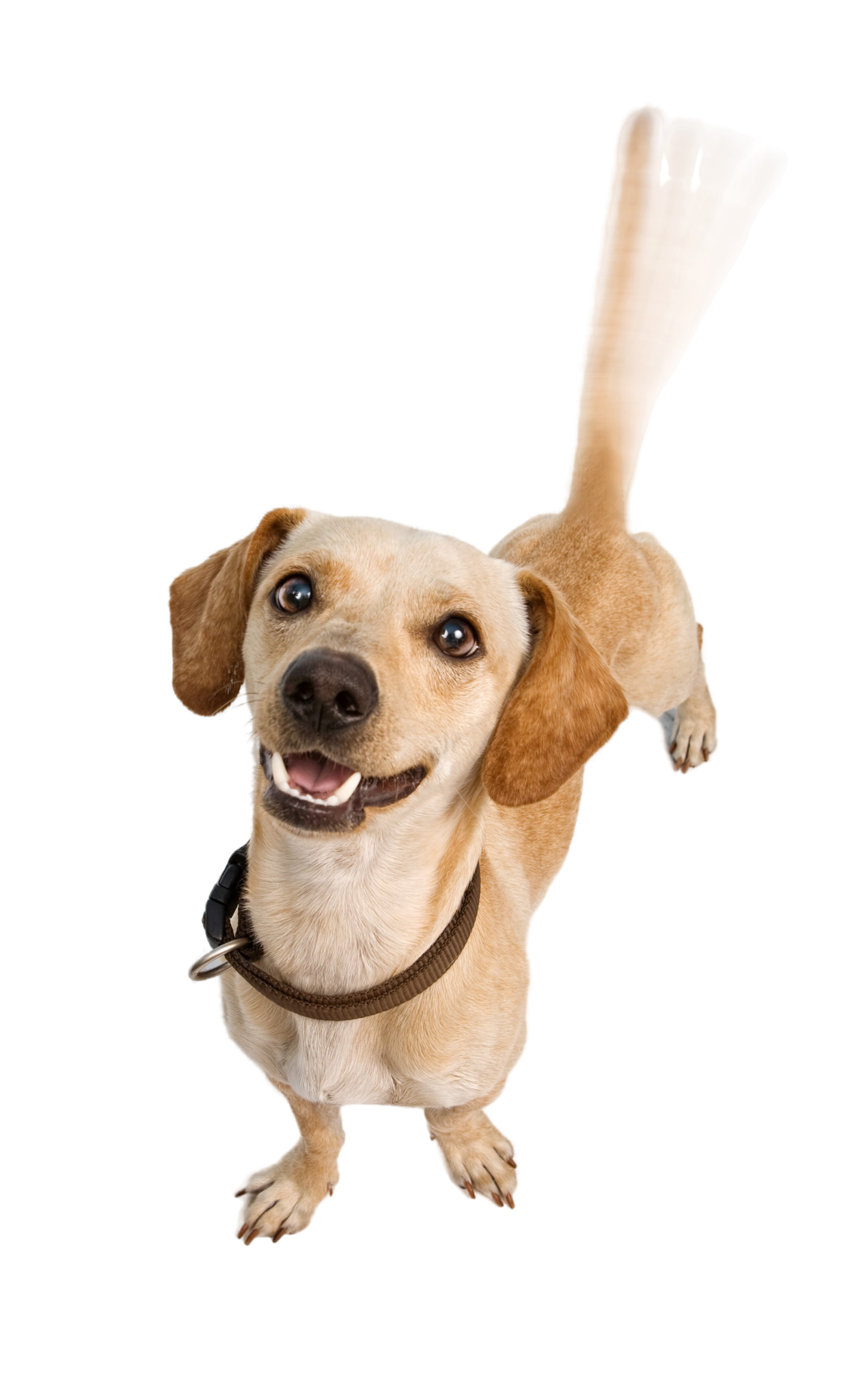 🐾 Chiweenie - Rassebeschreibung: Charakter &Co - dogbible