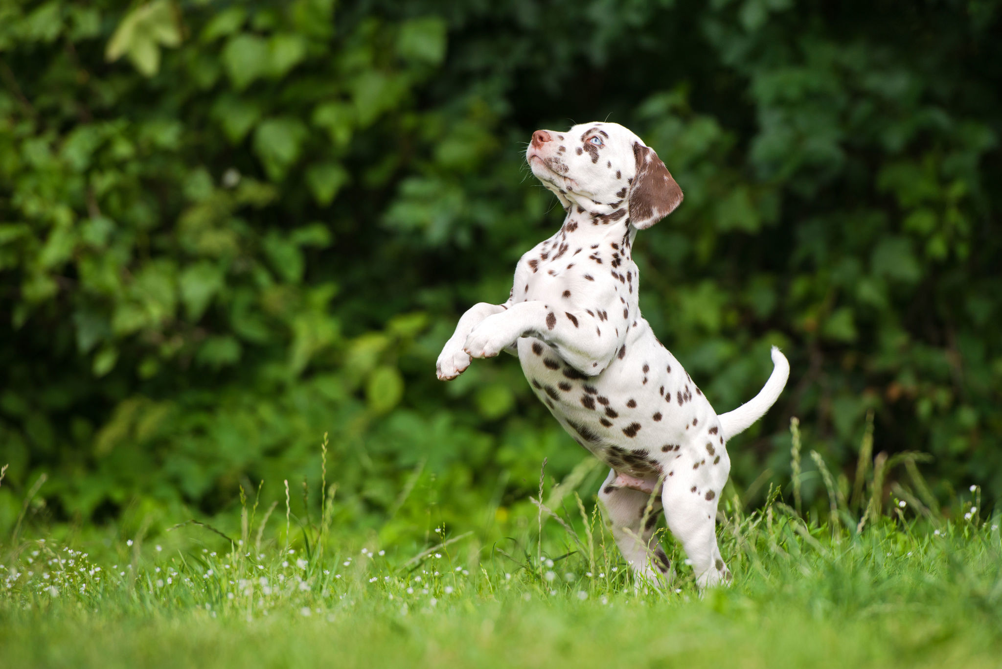 🐾 Dalmatiner - Rassebeschreibung: Charakter &Co - dogbible
