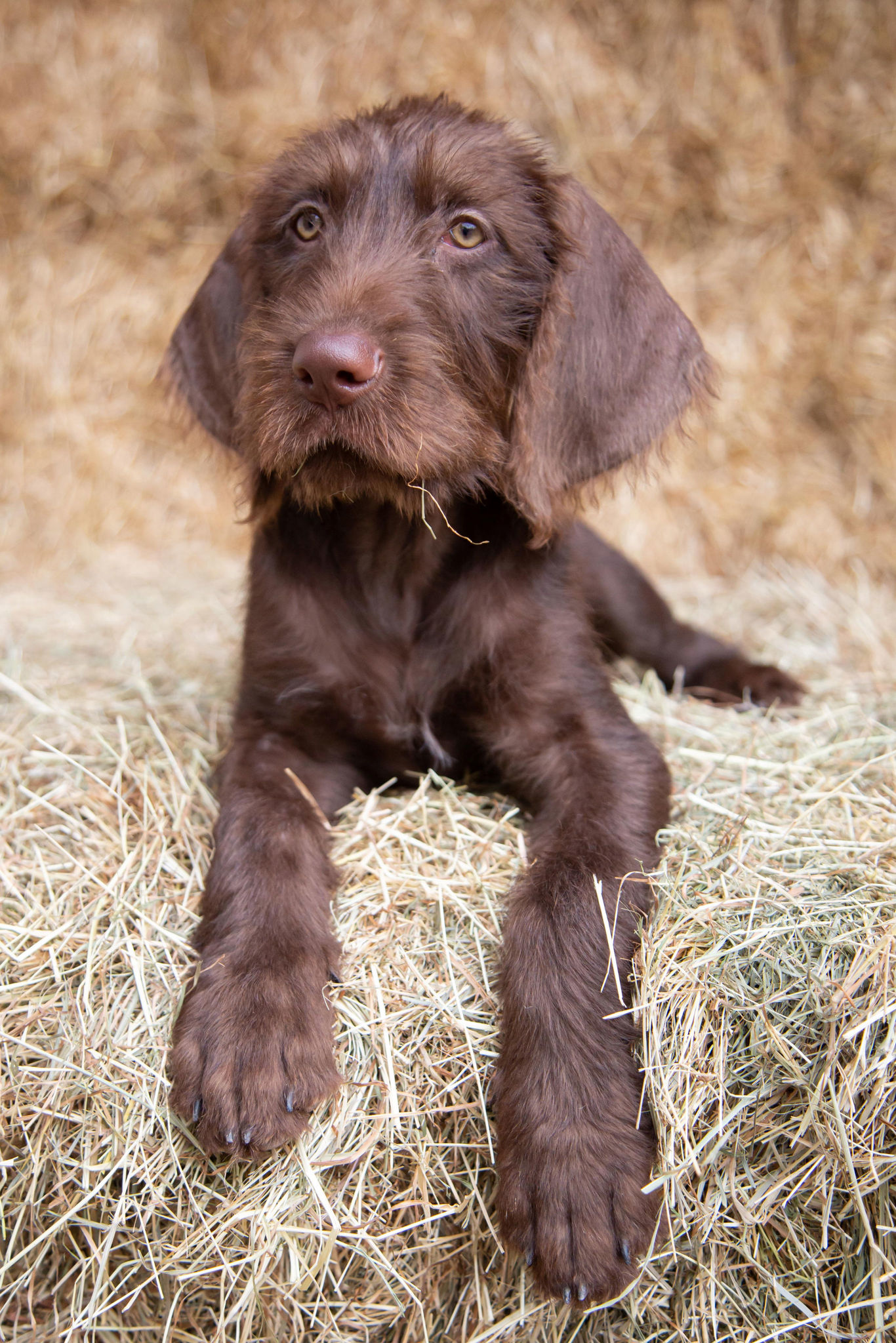 🐾 Deutsch Drahthaar: Rassebeschreibung Charakter - dogbible