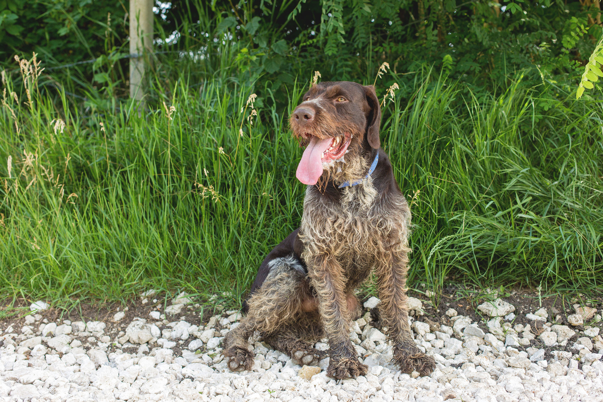 🐾 Deutsch Drahthaar: Rassebeschreibung Charakter - dogbible
