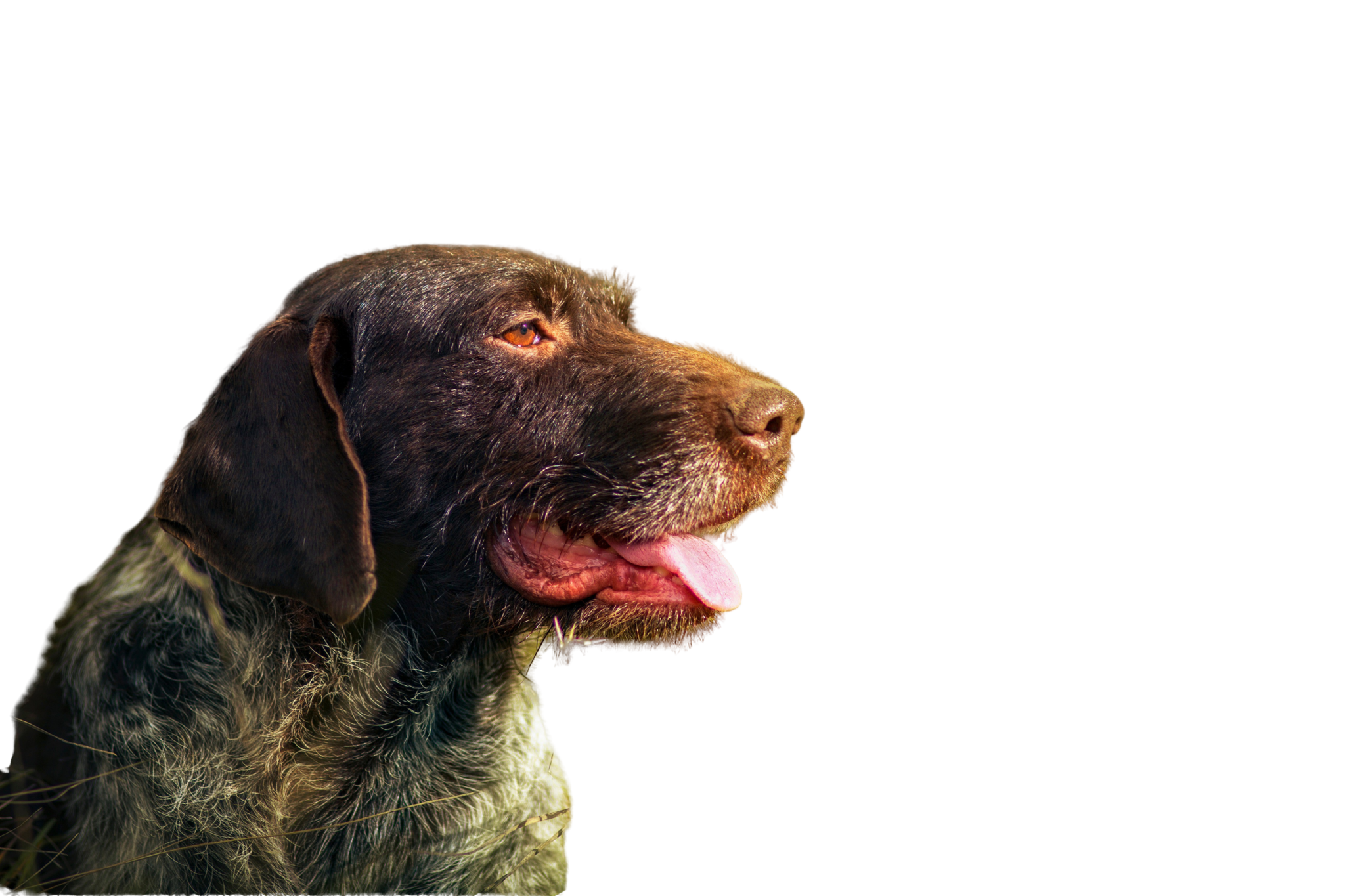 Deutscher Jagdterrier Temperament Rassebeschreibung dogbible