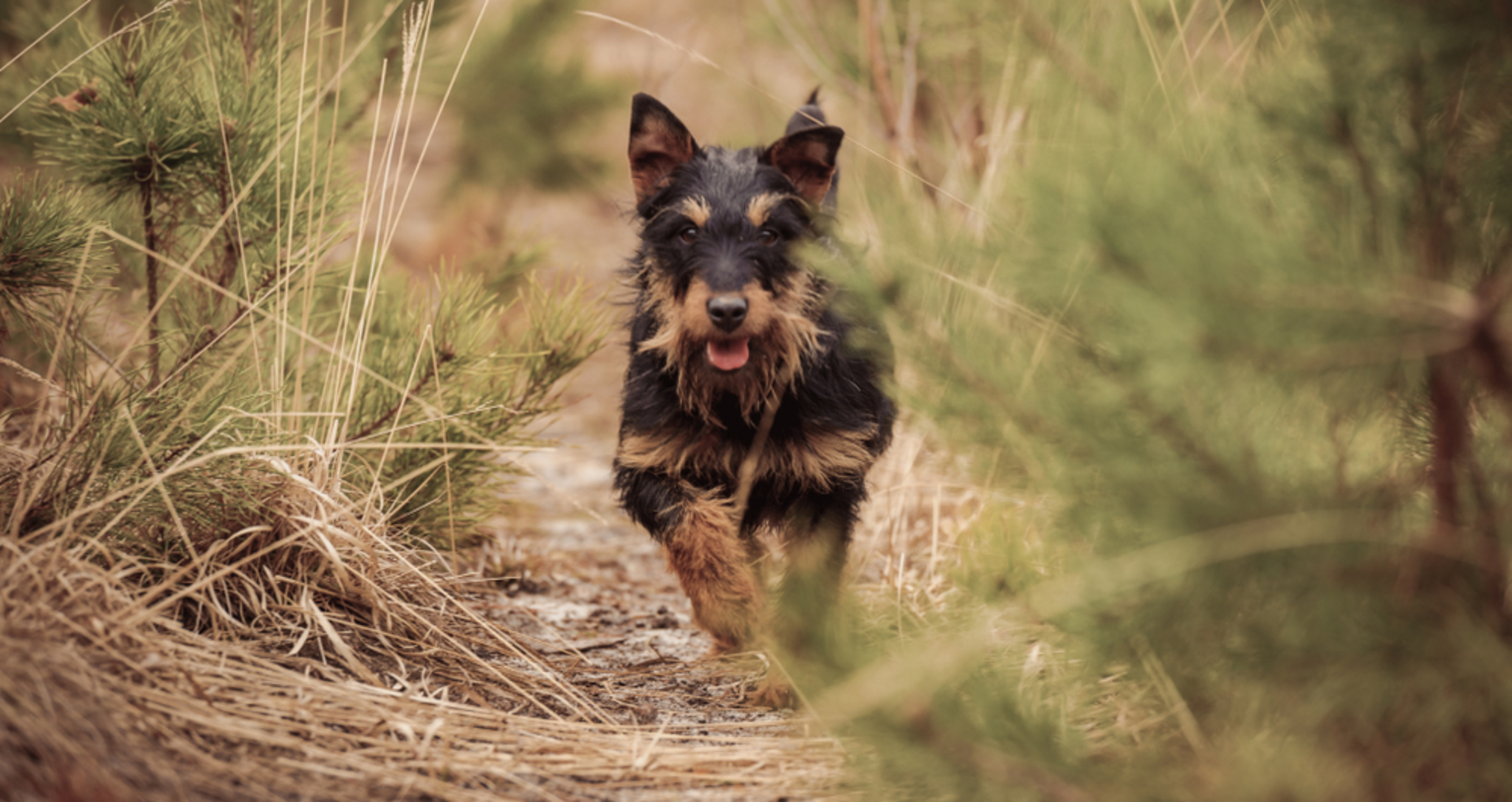 Deutscher Jagdterrier Temperament Rassebeschreibung dogbible