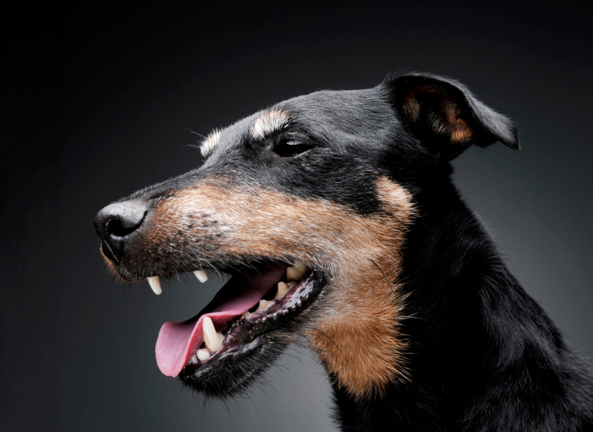 Deutscher Jagdterrier Temperament Rassebeschreibung dogbible