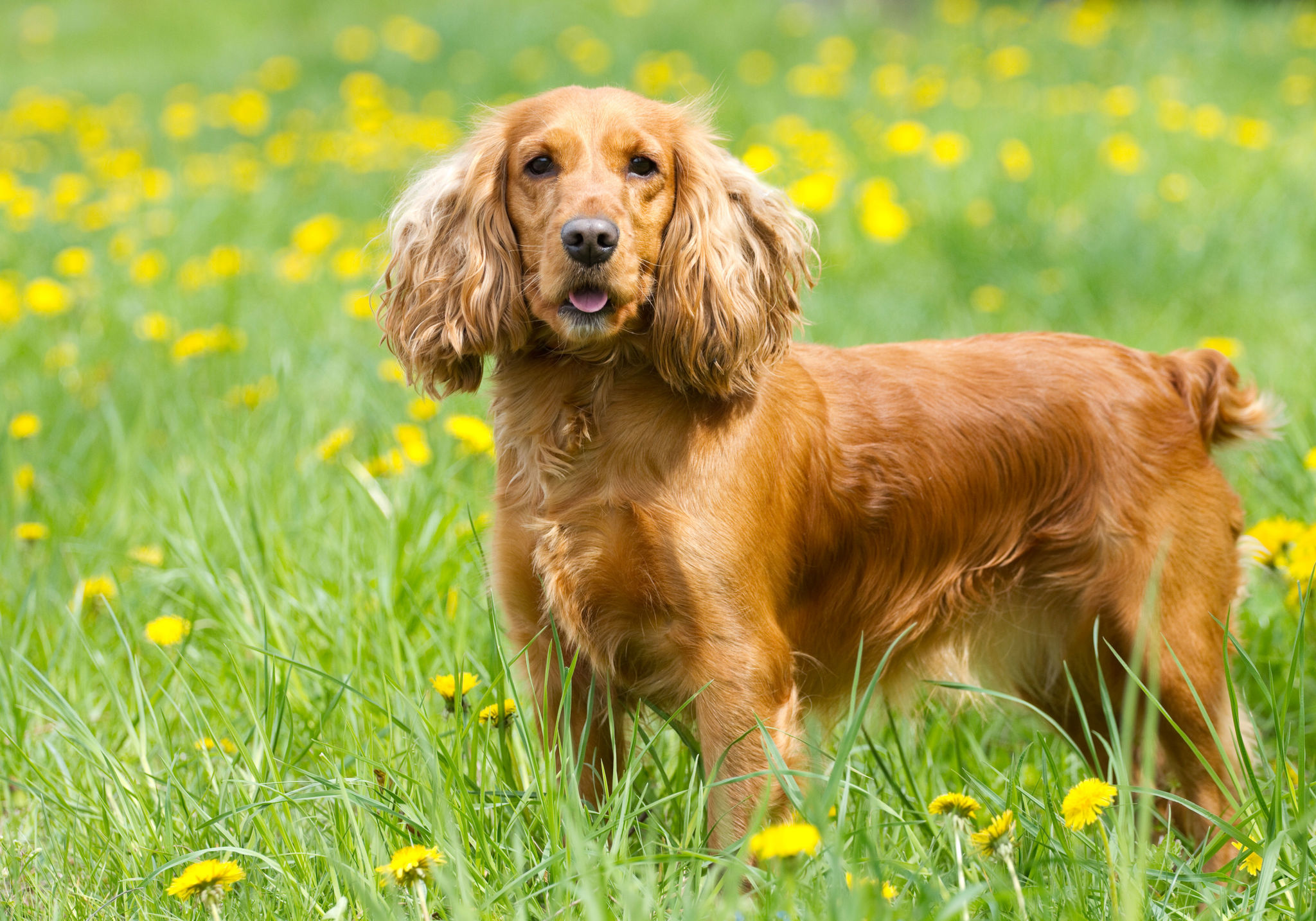 🐾 Cocker Spaniel - Rassebeschreibung: Charakter - dogbible