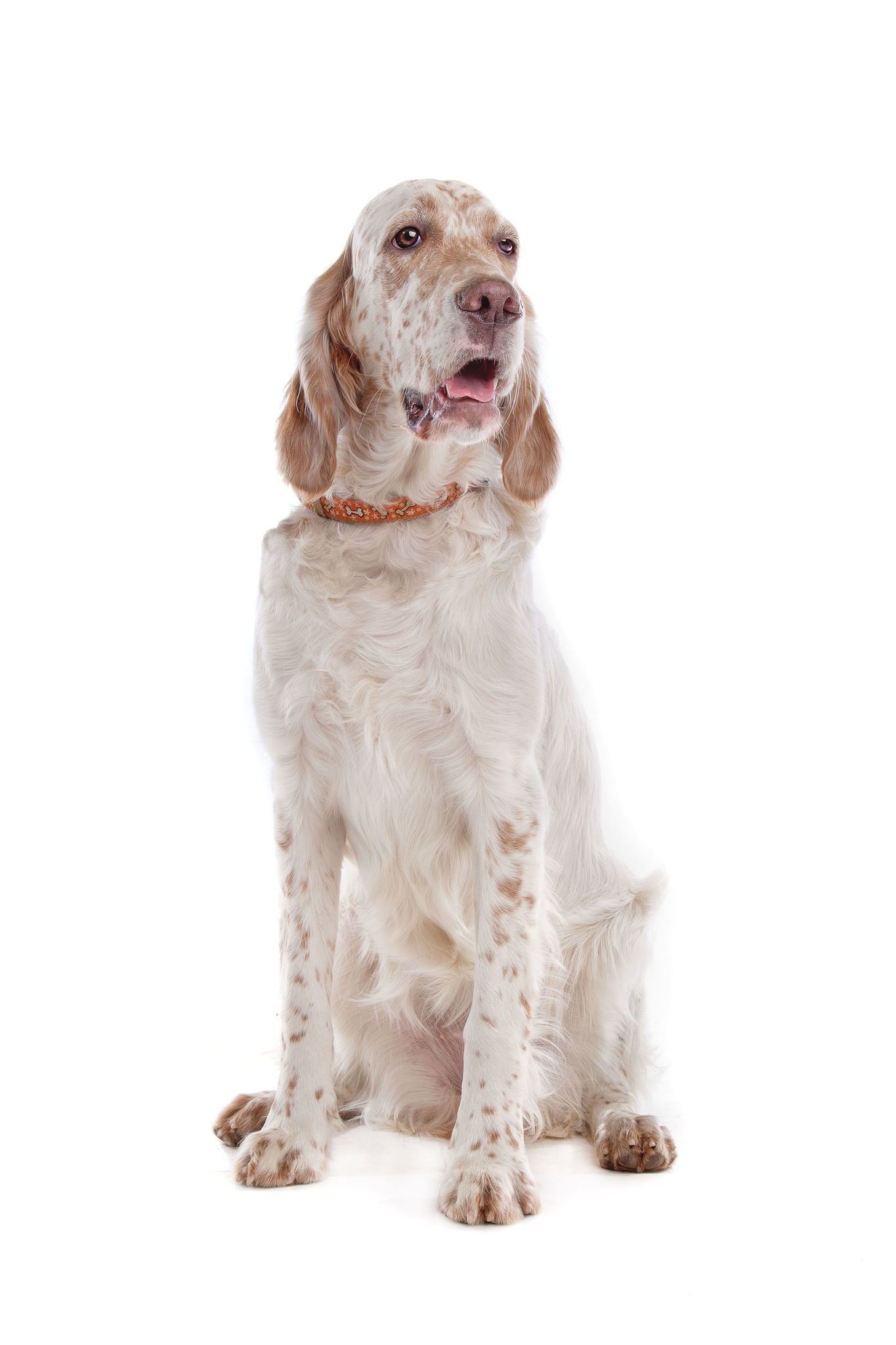 🐾 English Setter Temperament & Rassebeschreibung - dogbible