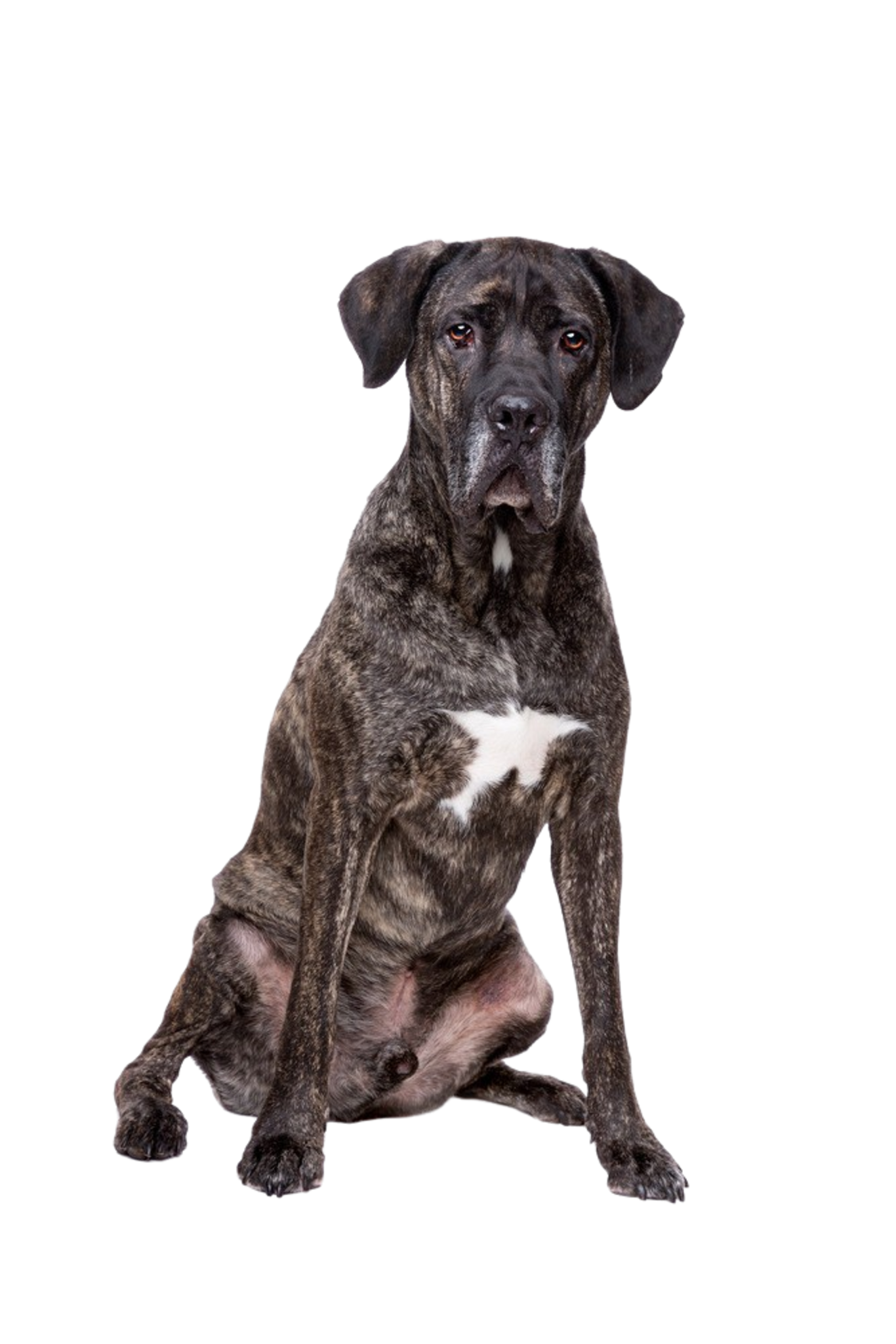 🐾 Fila Brasileiro: Mastiff Rassebeschreibung - dogbible