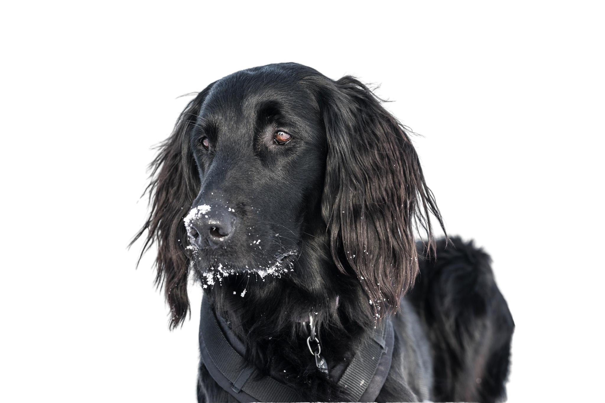 🐾 Flatdoodle - Rassebeschreibung: Charakter &Co - dogbible