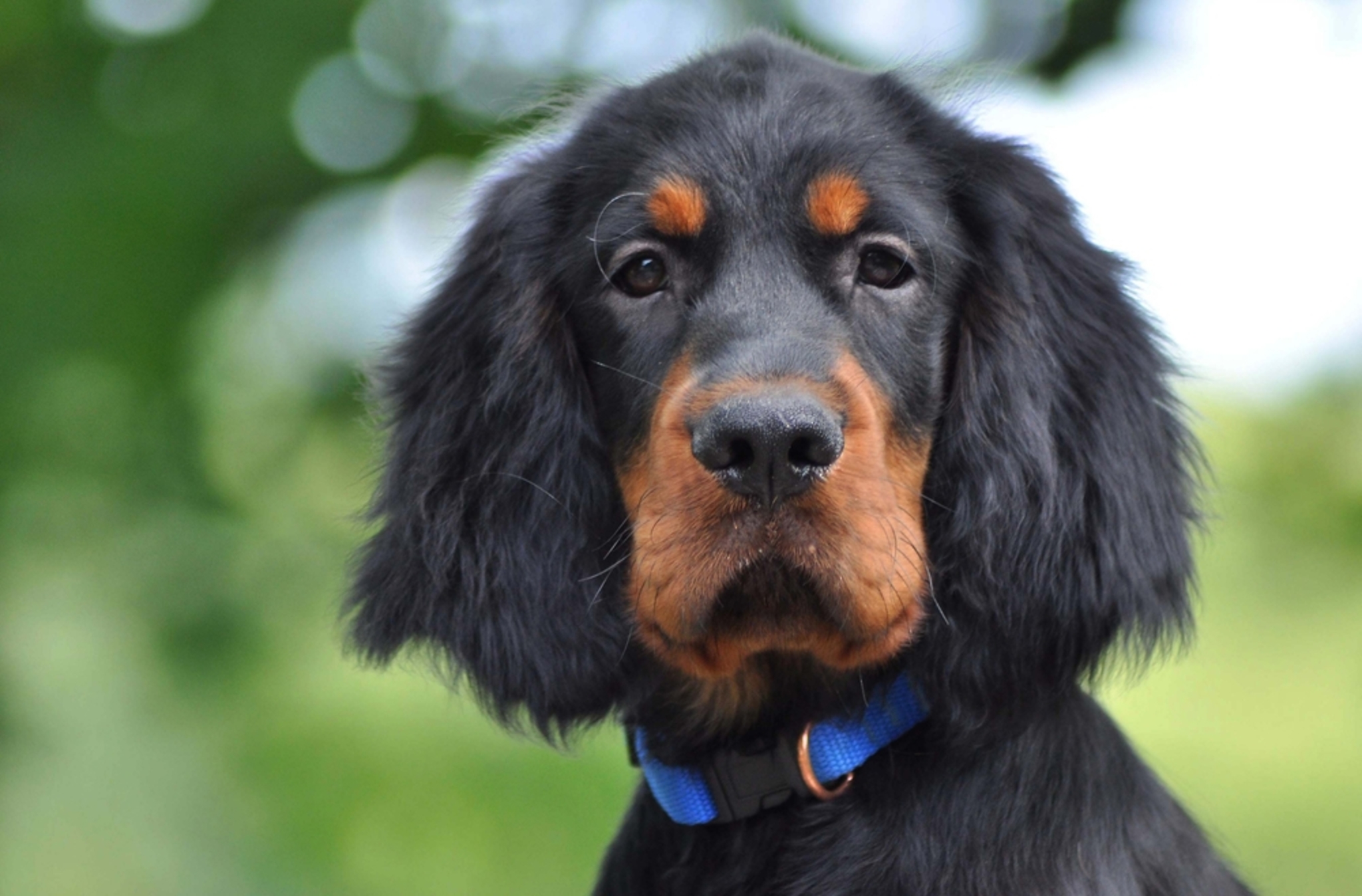 🐾 Gordon Setter: Rassebeschreibung Charakter &Co dogbible