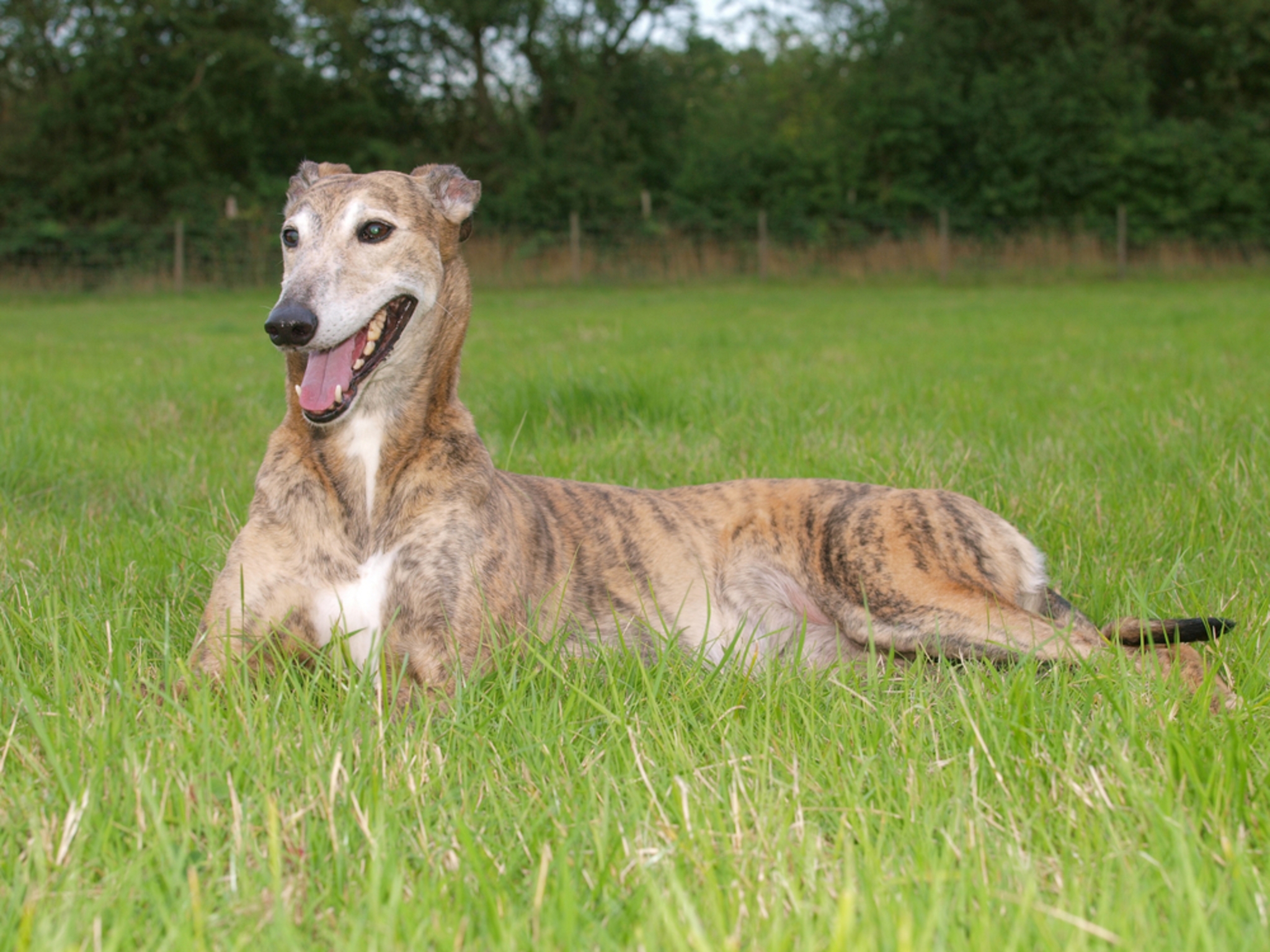 🐾 Greyhound - Rassebeschreibung: Charakter &Co - dogbible