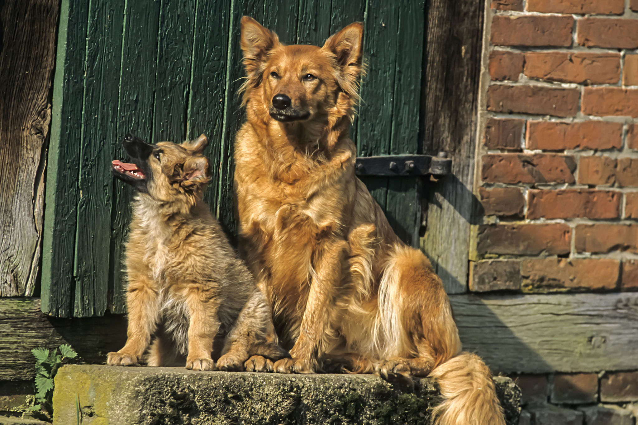 🐾 Harzer Fuchs - Rassebeschreibung: Charakter &Co dogbible