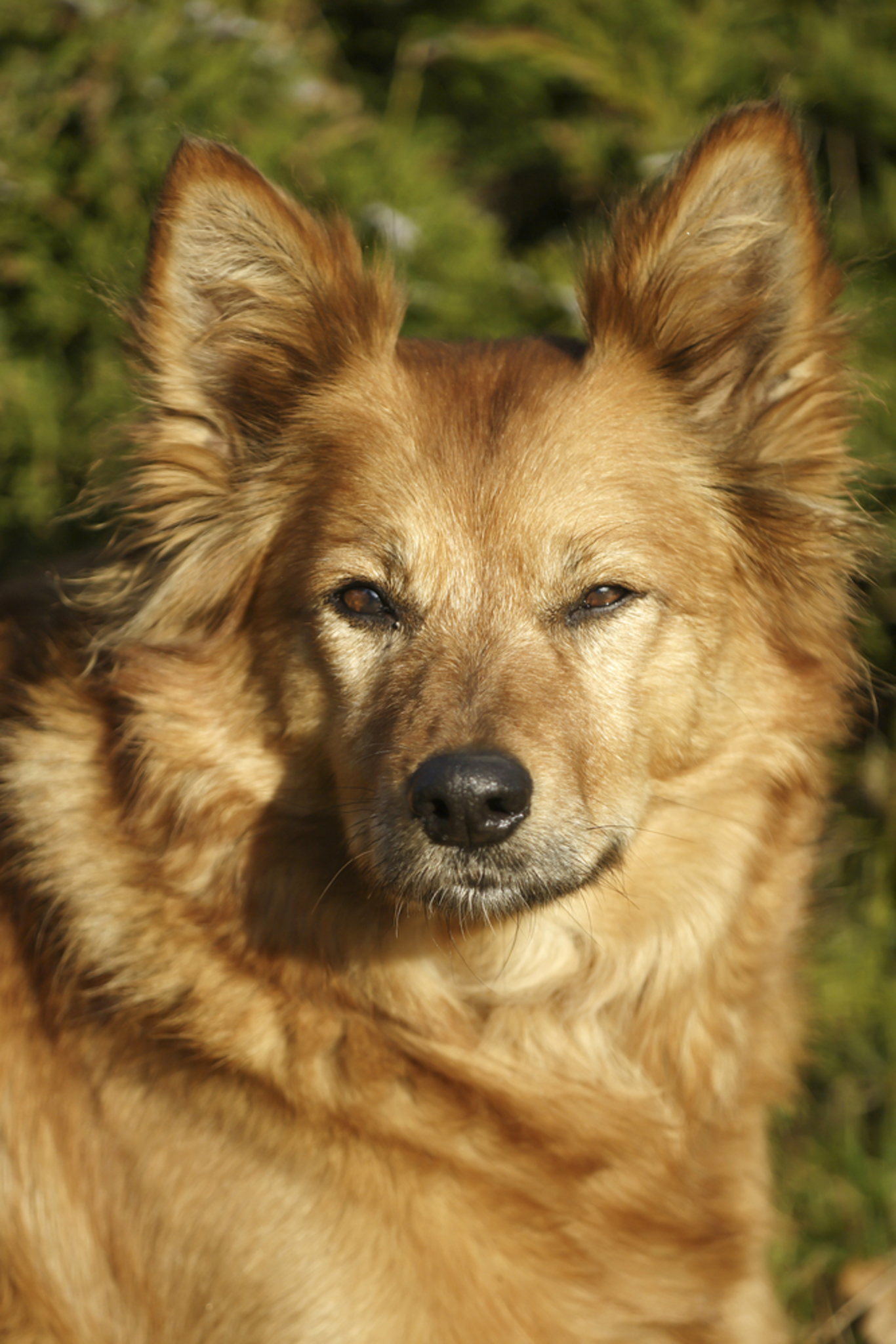 🐾 Harzer Fuchs - Rassebeschreibung: Charakter &Co dogbible