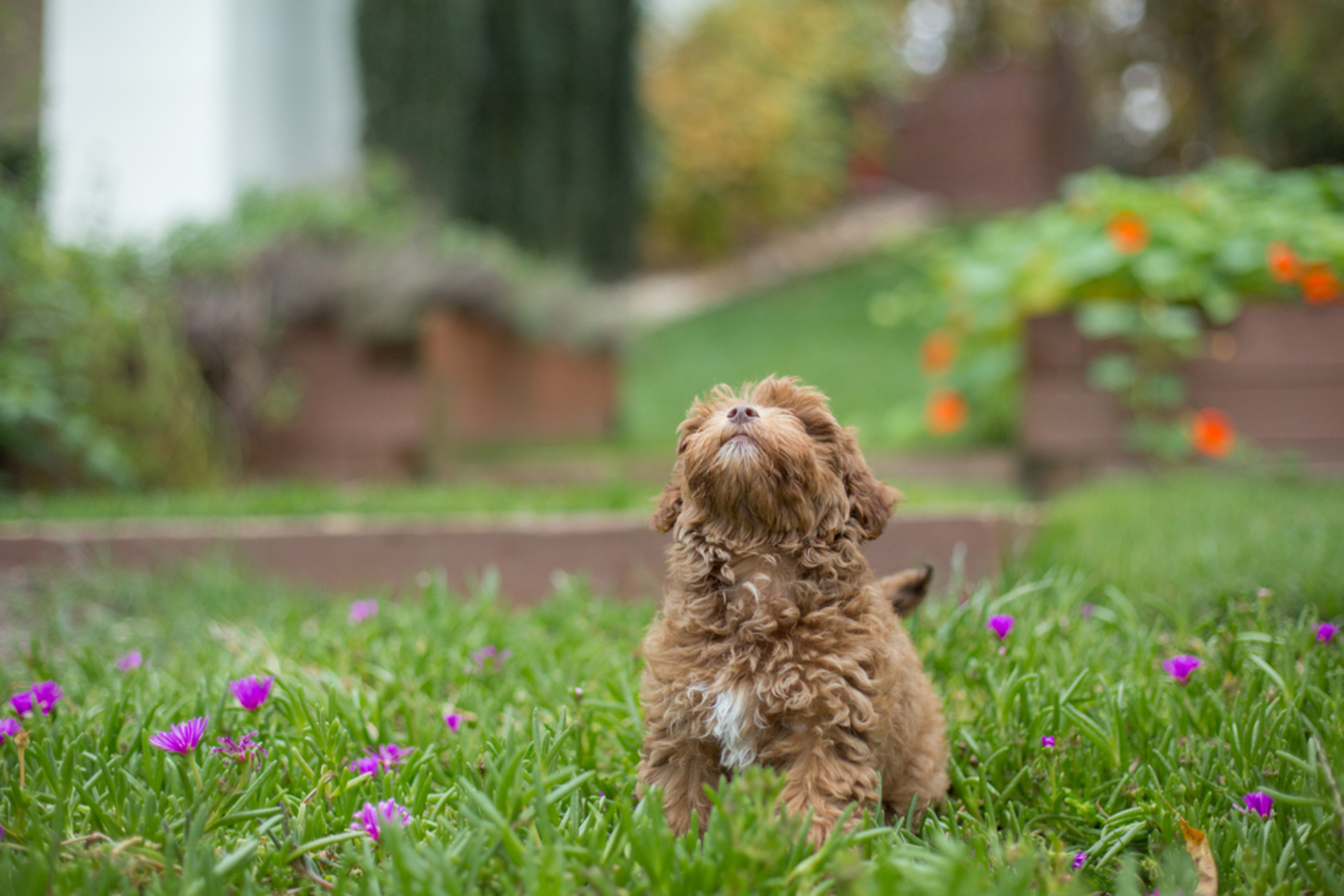 Süße Hunde, die du unbedingt kennen solltest! - dogbible