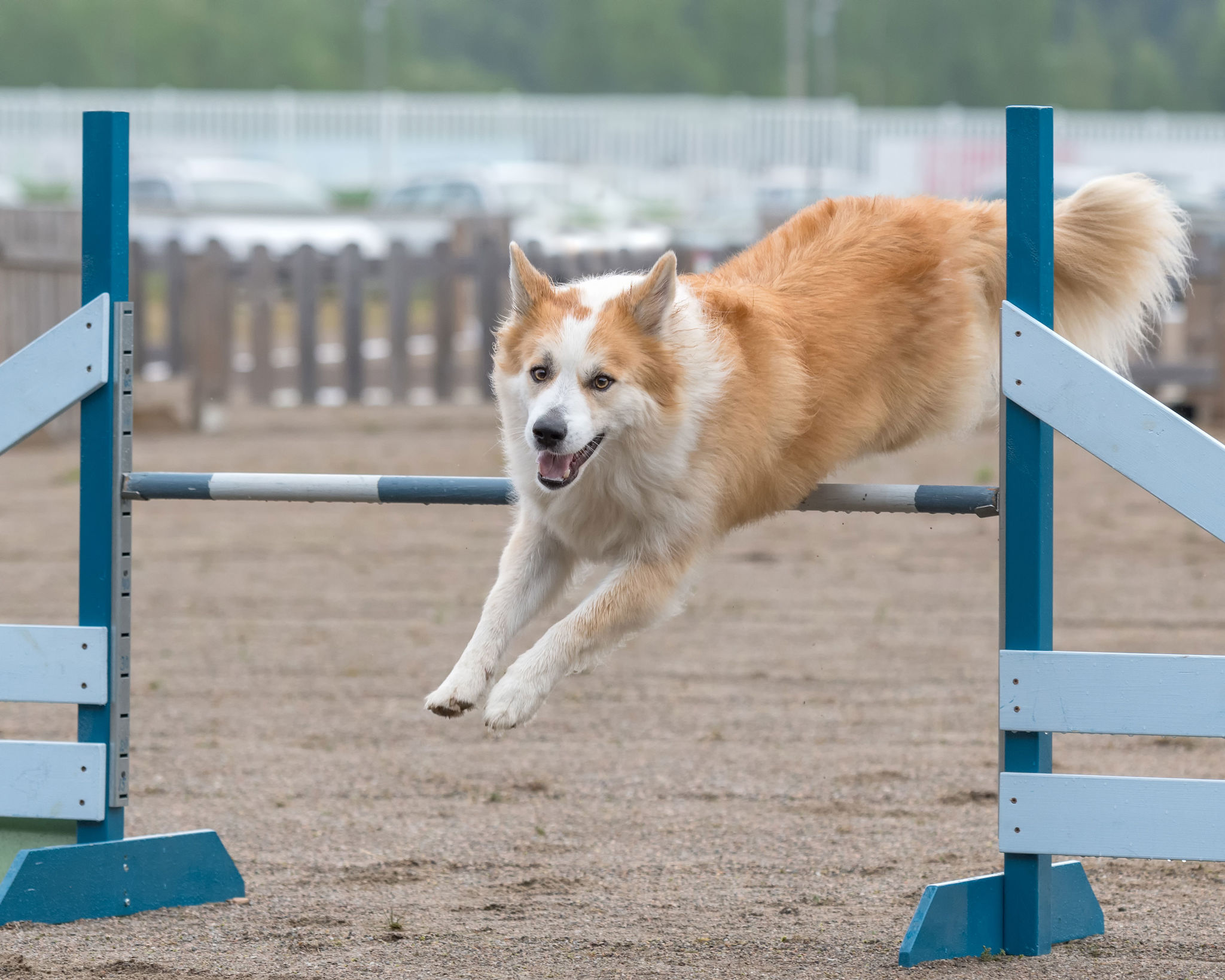 🐾 Islandhund - Rassebeschreibung: Charakter &Co - dogbible