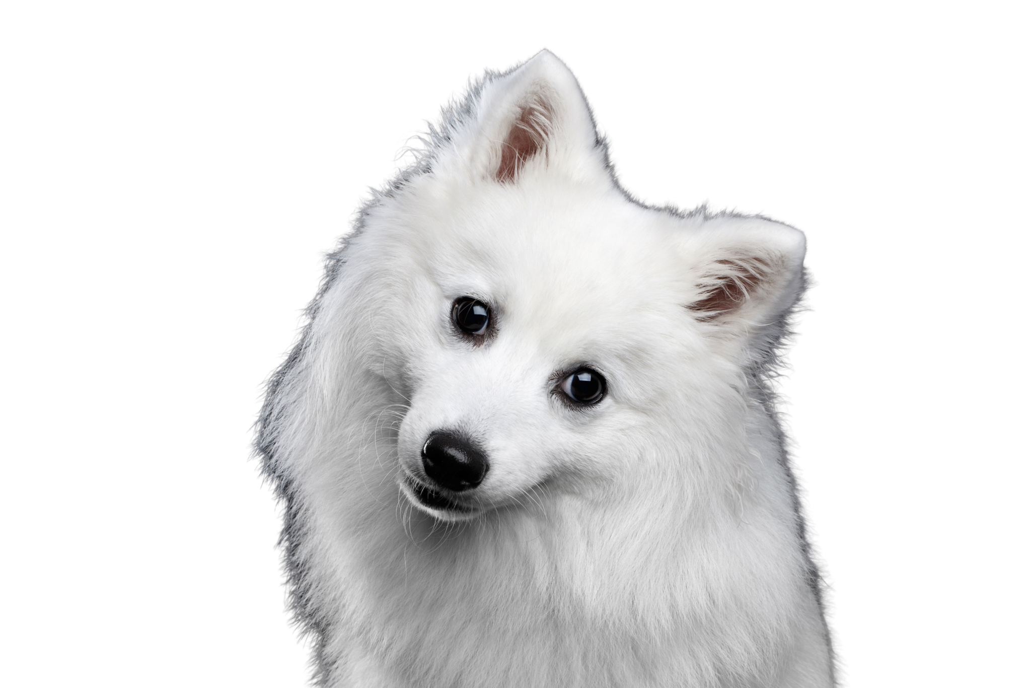 Japan Spitz Temperament & Beschreibung der Rasse - dogbible